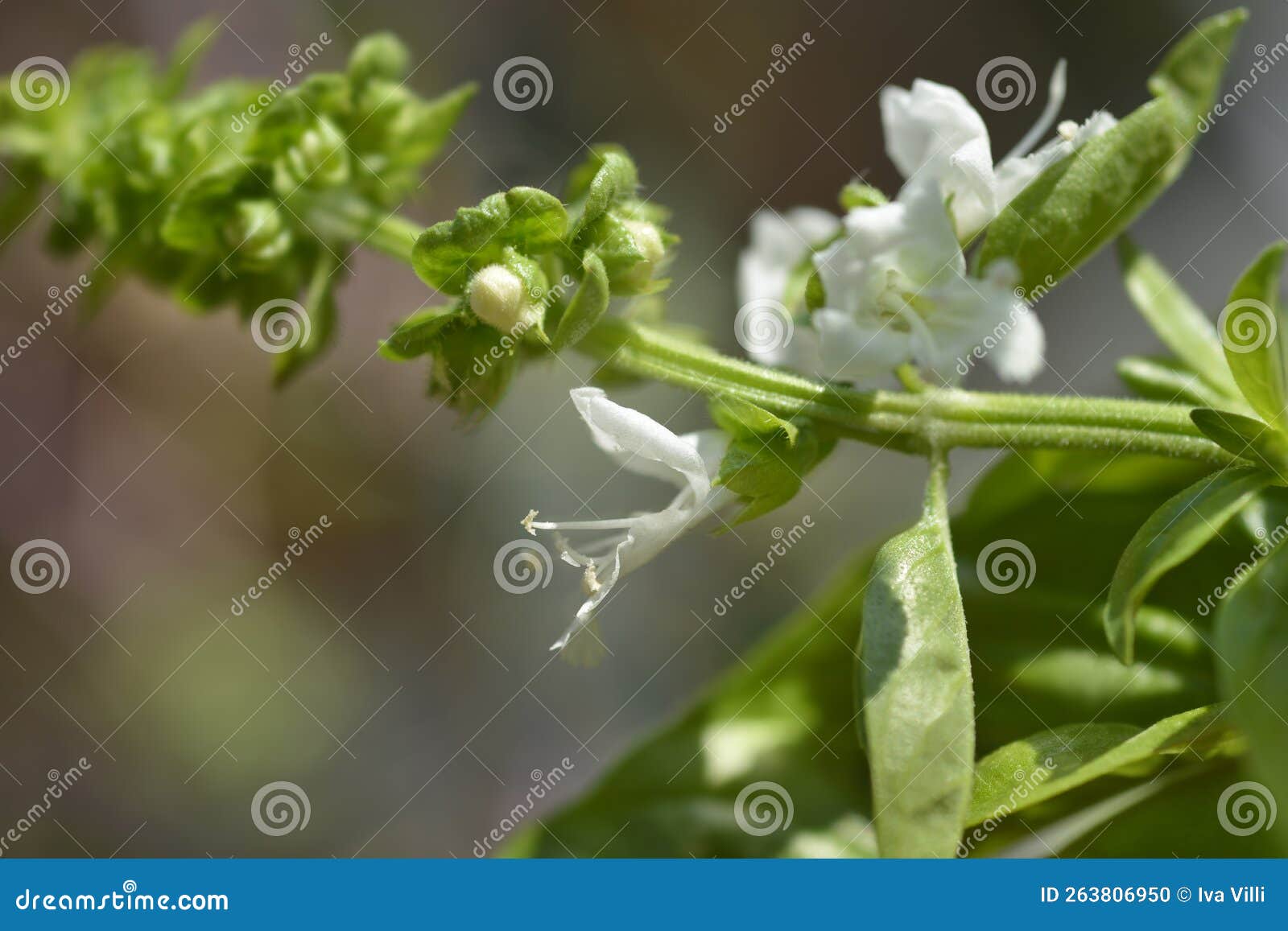 Common basil stock photo. Image of common, leaf, autumn - 263806950