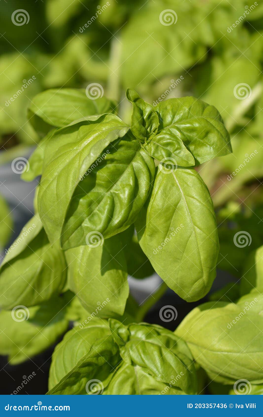 Common basil stock photo. Image of common, ocimum, culinary - 203357436
