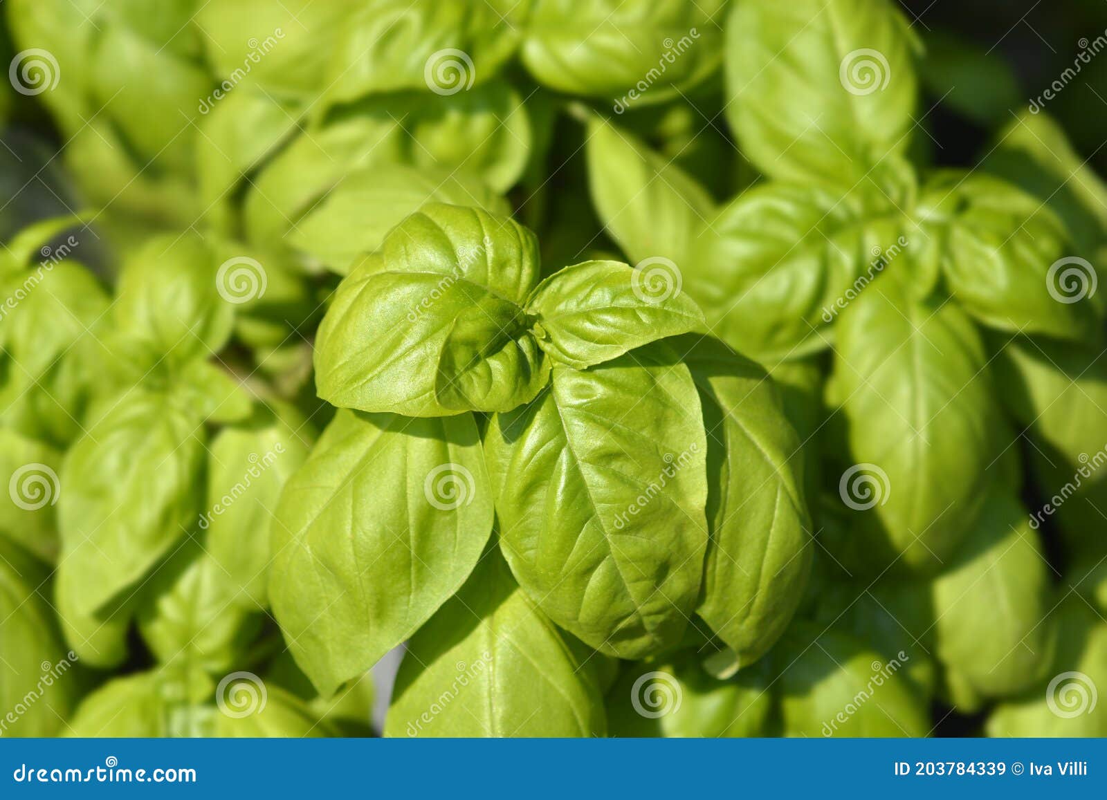 Common basil stock image. Image of cultivar, botany - 203784339