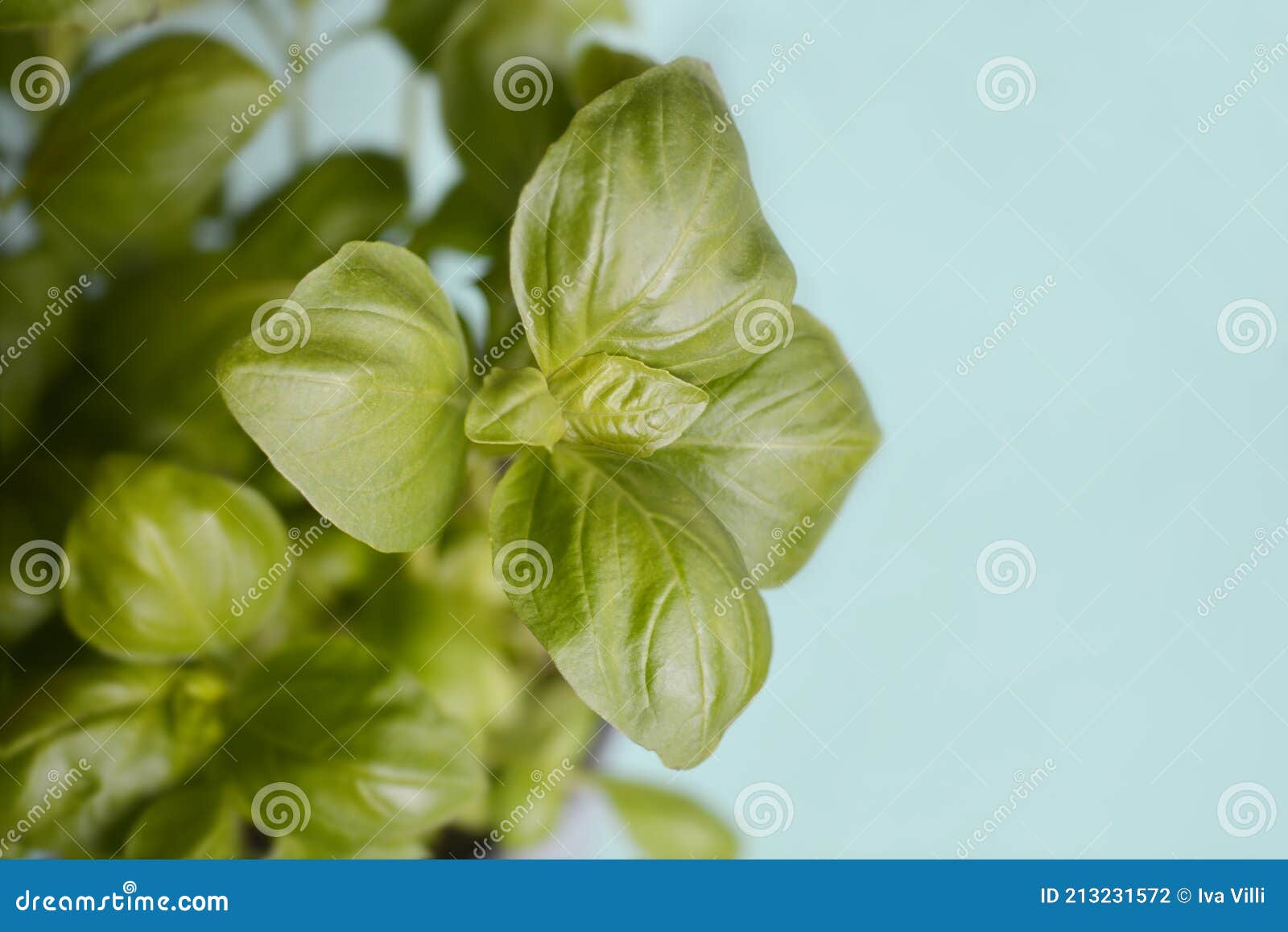 Common basil stock photo. Image of common, sweet, plant - 213231572