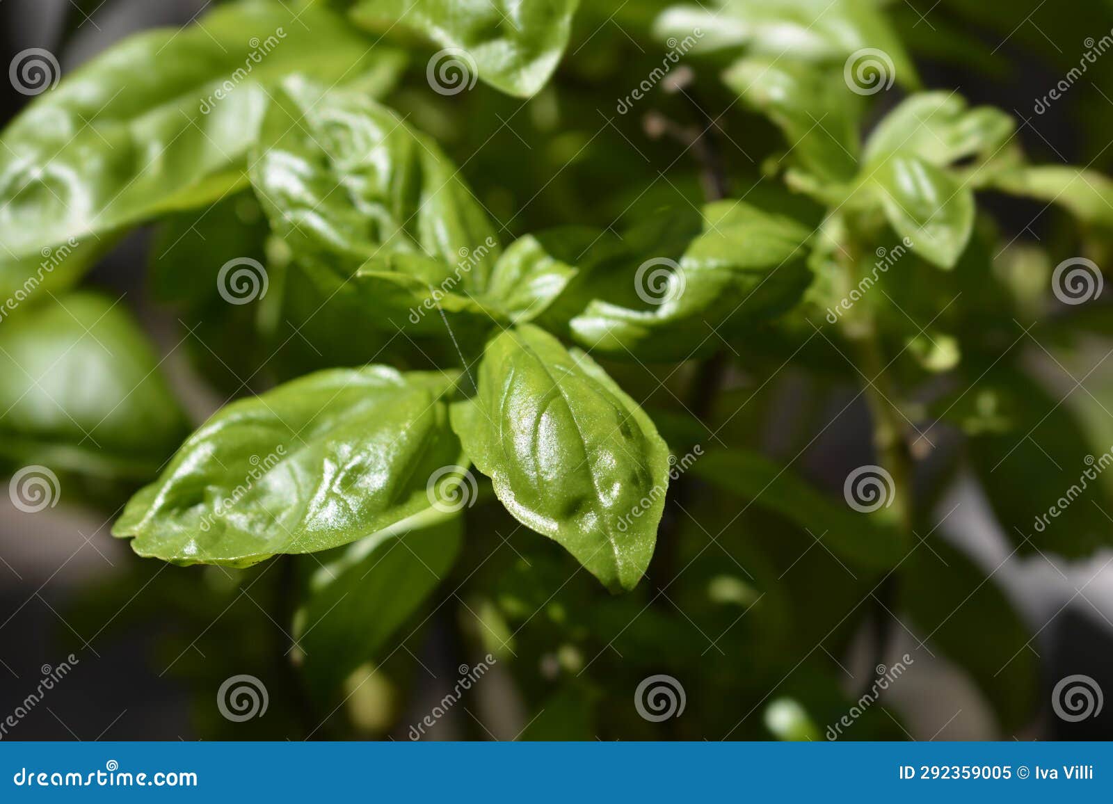 Common basil stock image. Image of great, leaves, cultivar - 292359005