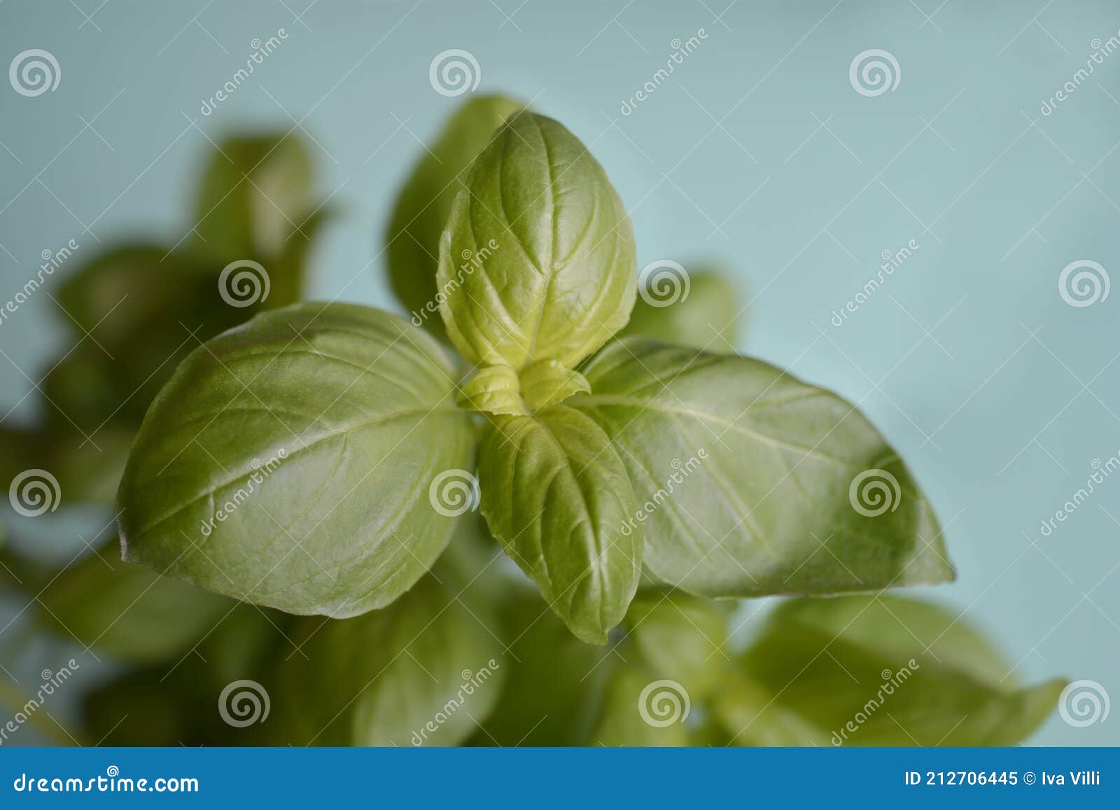 Common basil stock image. Image of green, botany, basil - 212706445