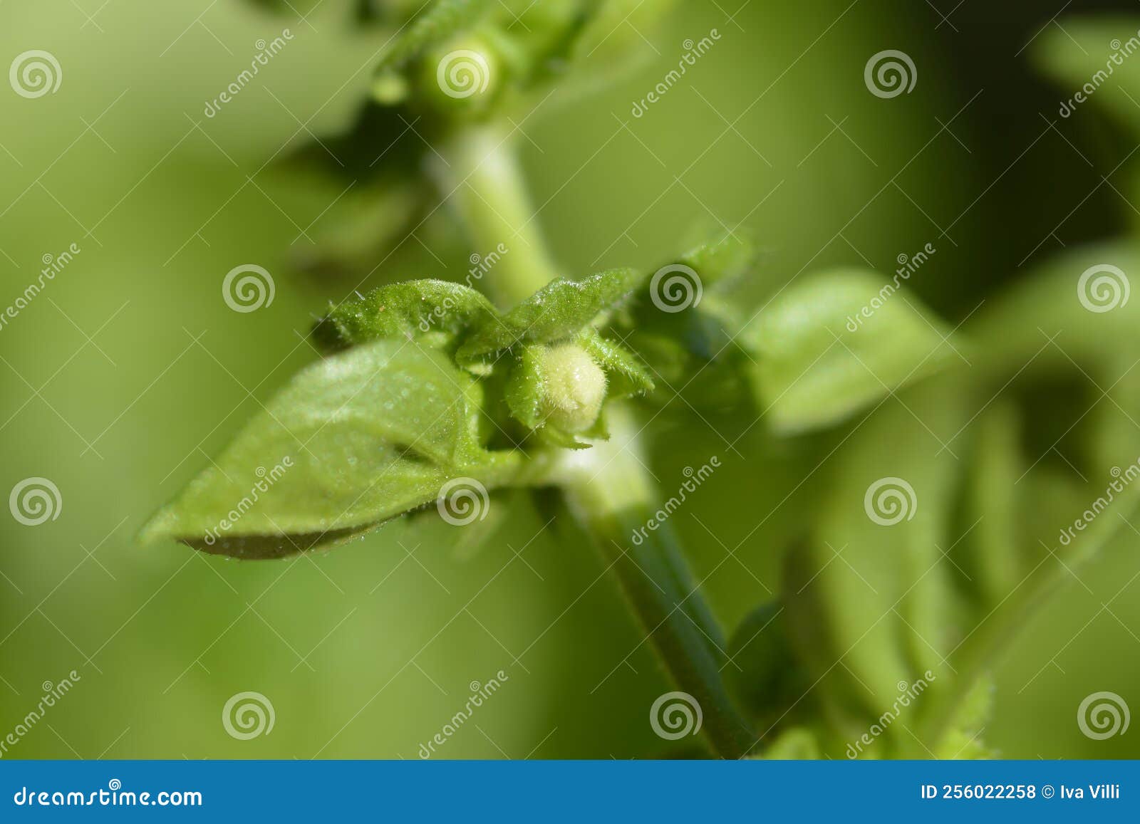 Common basil stock photo. Image of leaf, outdoors, nature - 256022258