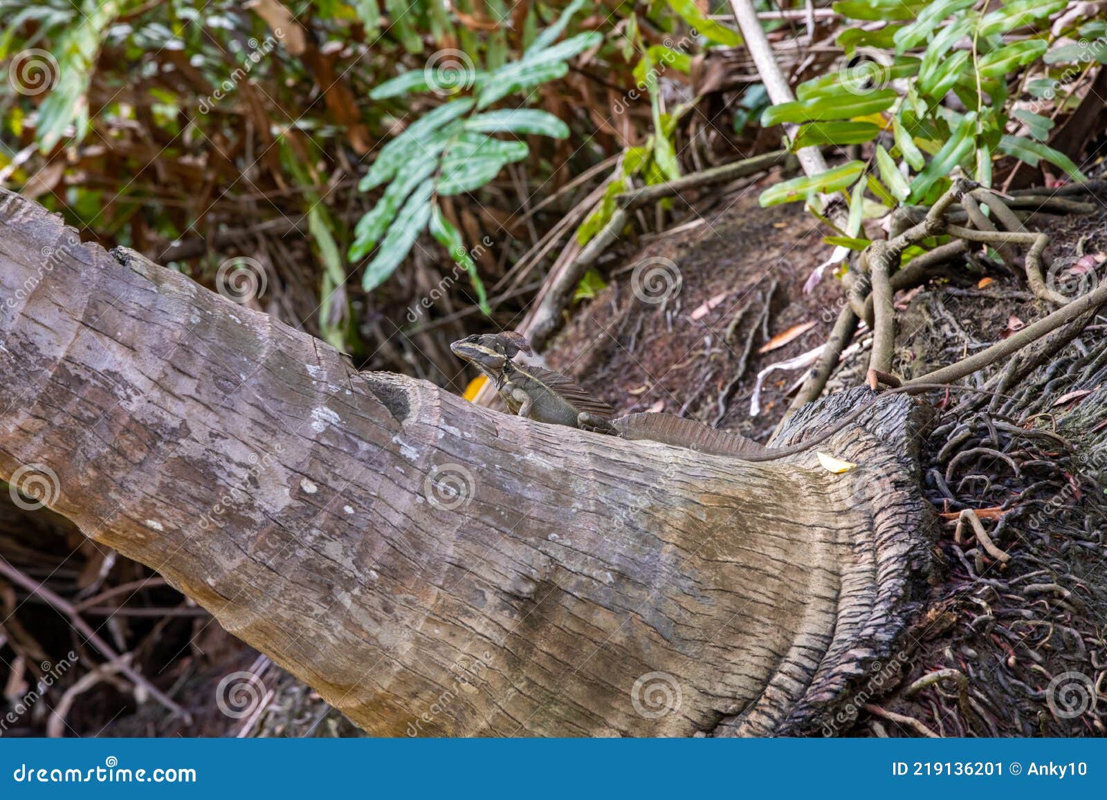 The Common Basilisk Basiliscus Basiliscus Stock Image - Image of dragon ...