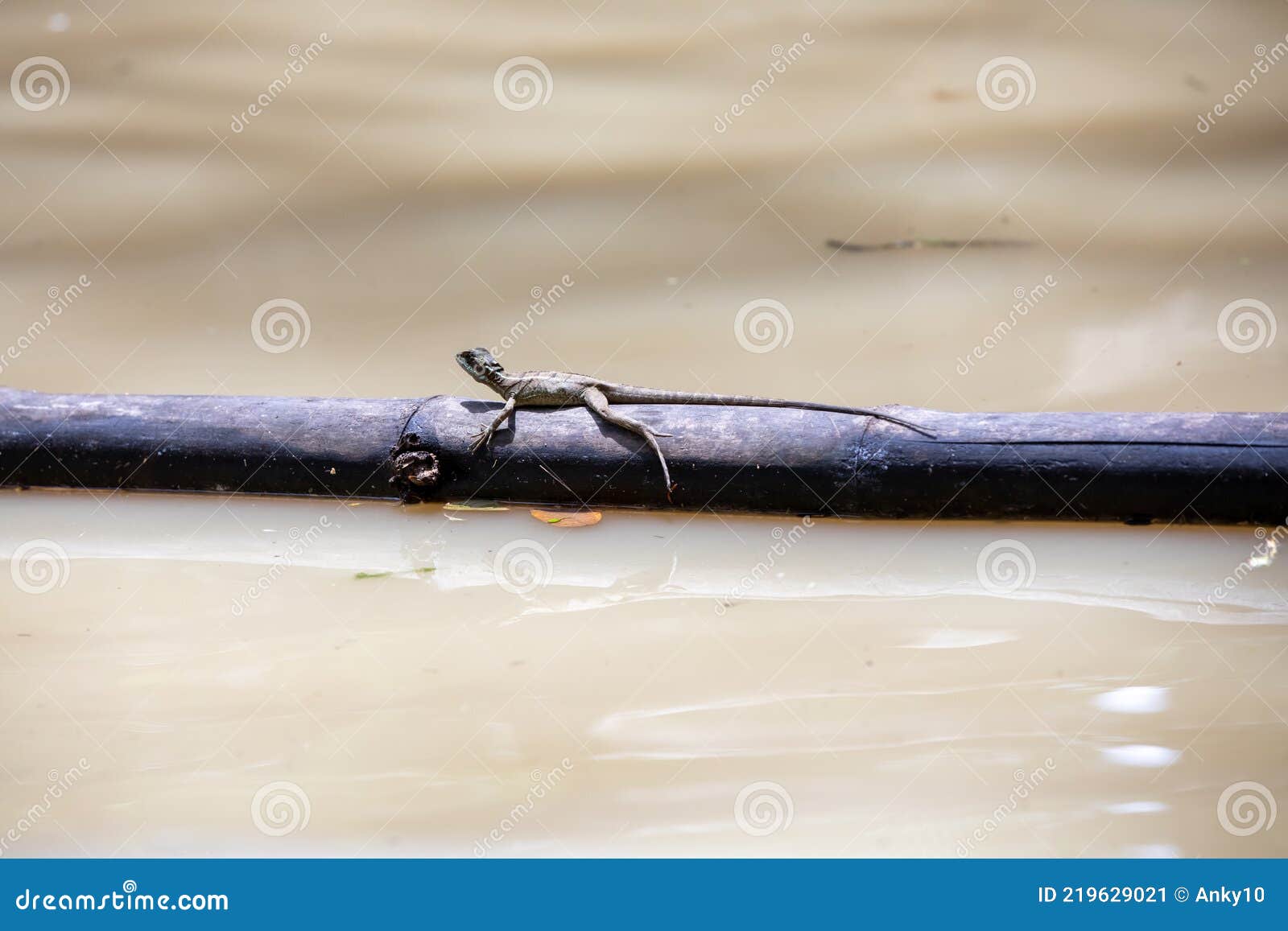 The Common Basilisk Basiliscus Basiliscus Stock Image - Image of ...