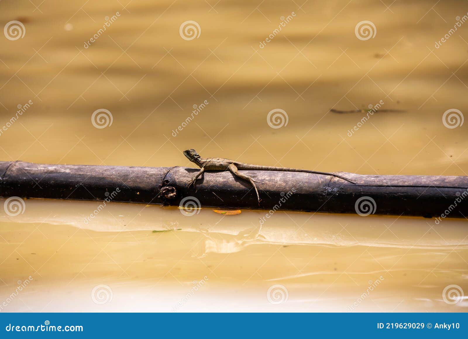 The Common Basilisk Basiliscus Basiliscus Stock Image - Image of ...