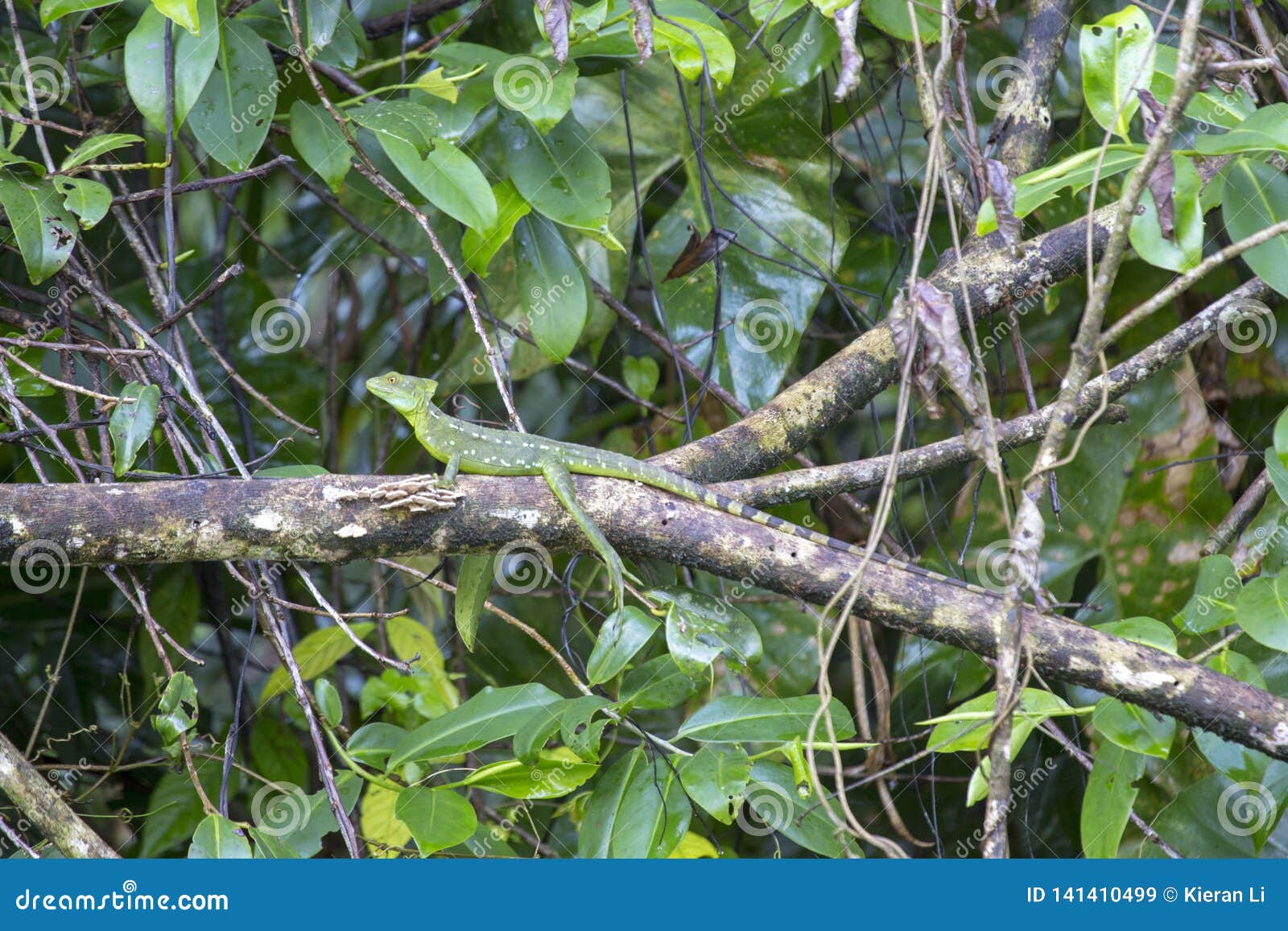 Common Basilisk Basiliscus Basiliscus Stock Image - Image of close ...