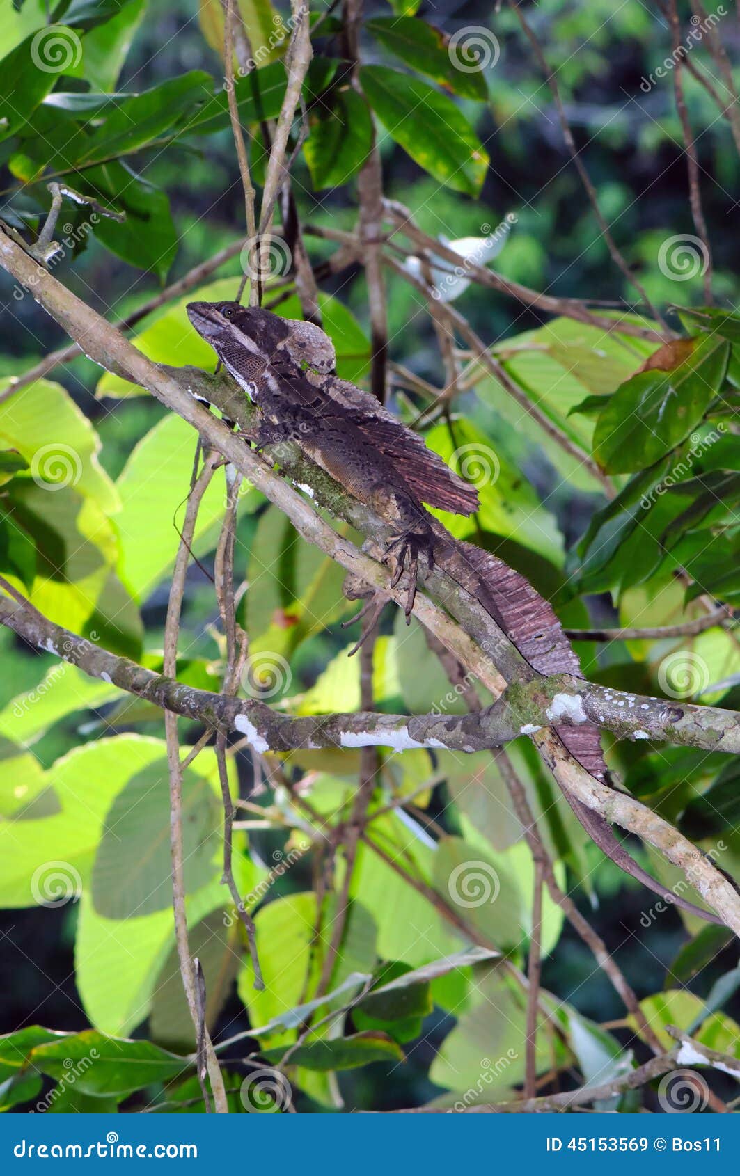 Common Basilisk (Basiliscus Basiliscus) Stock Image - Image of natural ...