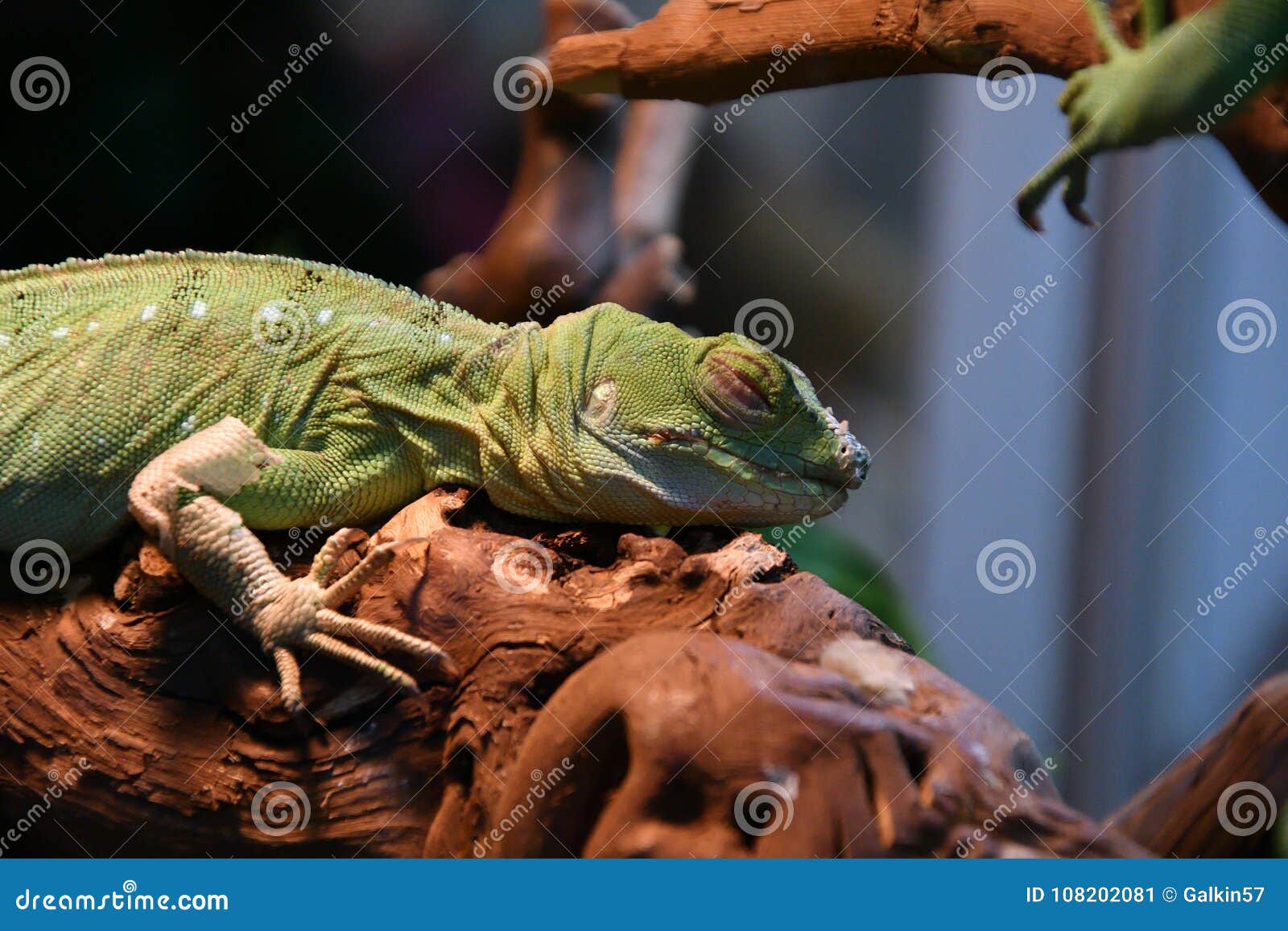 Common Basilisk, or Common Basilisk Basiliscus Basiliscus LAT. Stock ...