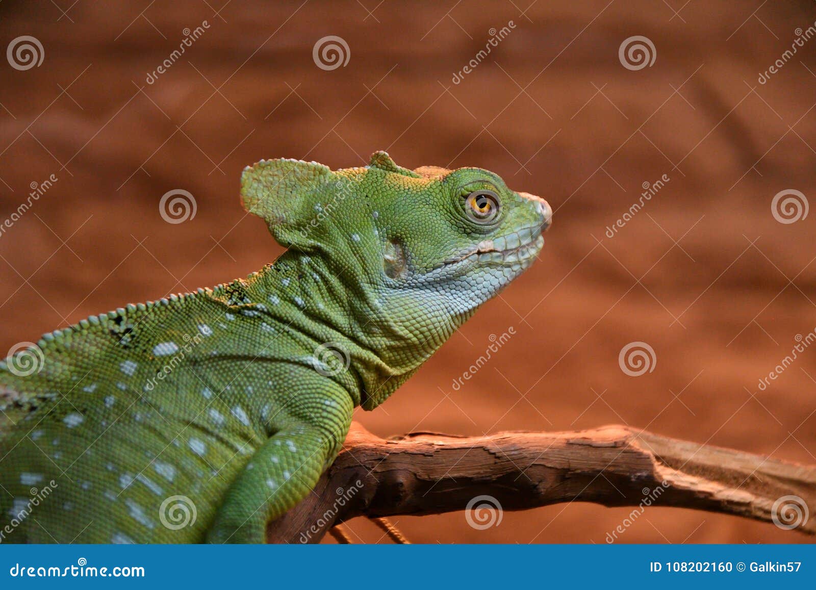 Common Basilisk, or Common Basilisk Basiliscus Basiliscus LAT. Stock ...