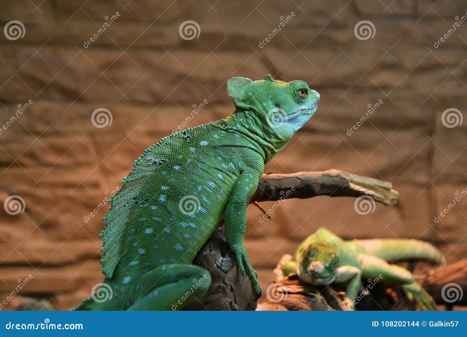 Common Basilisk, or Common Basilisk Basiliscus Basiliscus LAT. Stock ...
