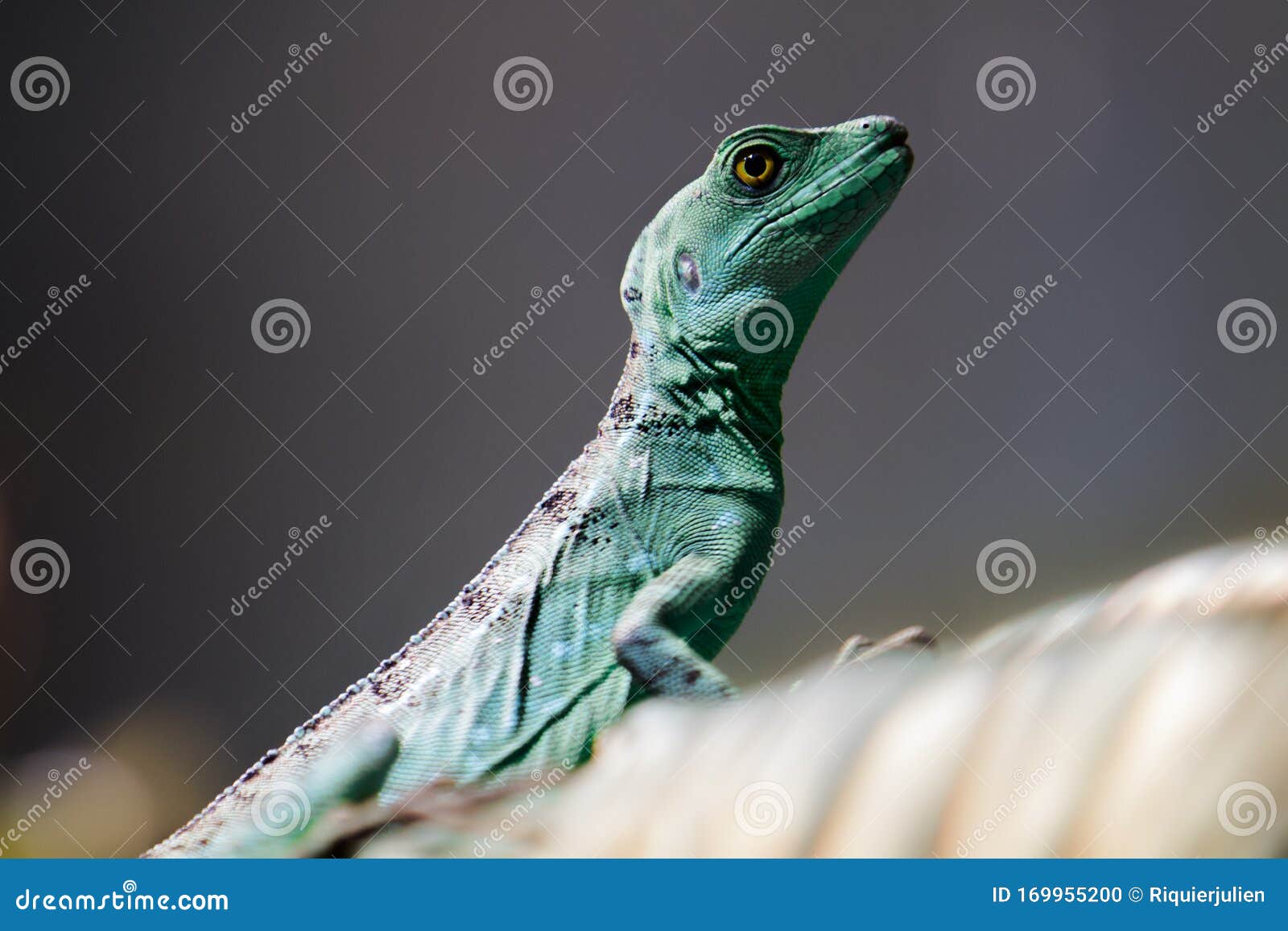The Common Basilisk or Jesus Christ Lizard Stock Photo - Image of ...