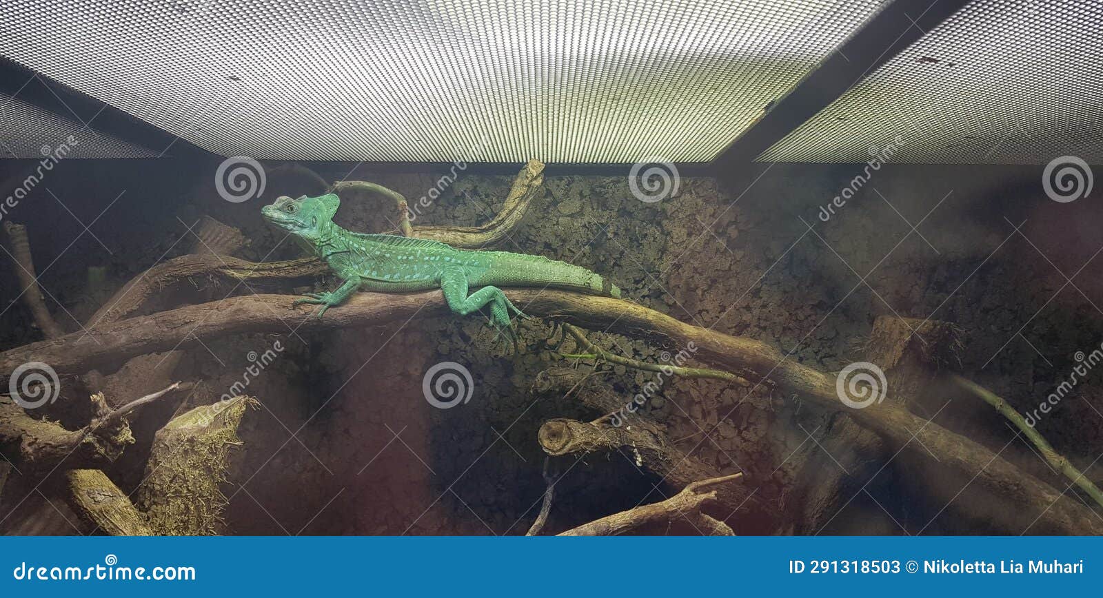 Common Basilisk Lizard in the Zoo (Basiliscus Basiliscus Stock Image ...