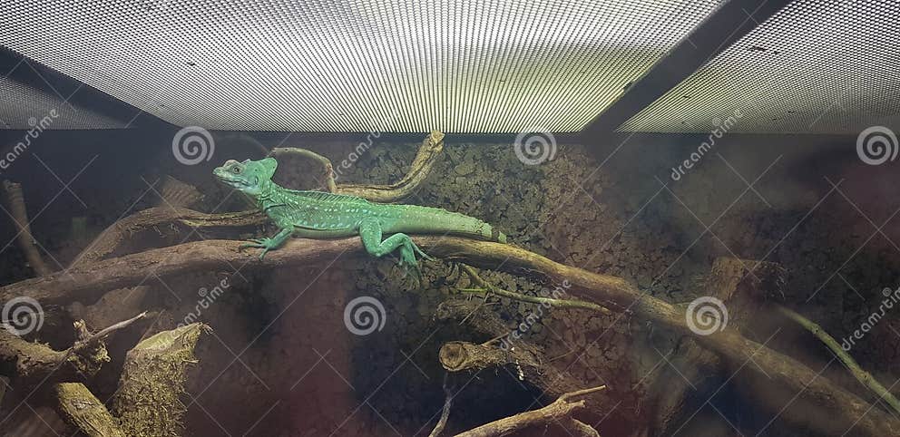 Common Basilisk Lizard in the Zoo (Basiliscus Basiliscus Stock Image ...