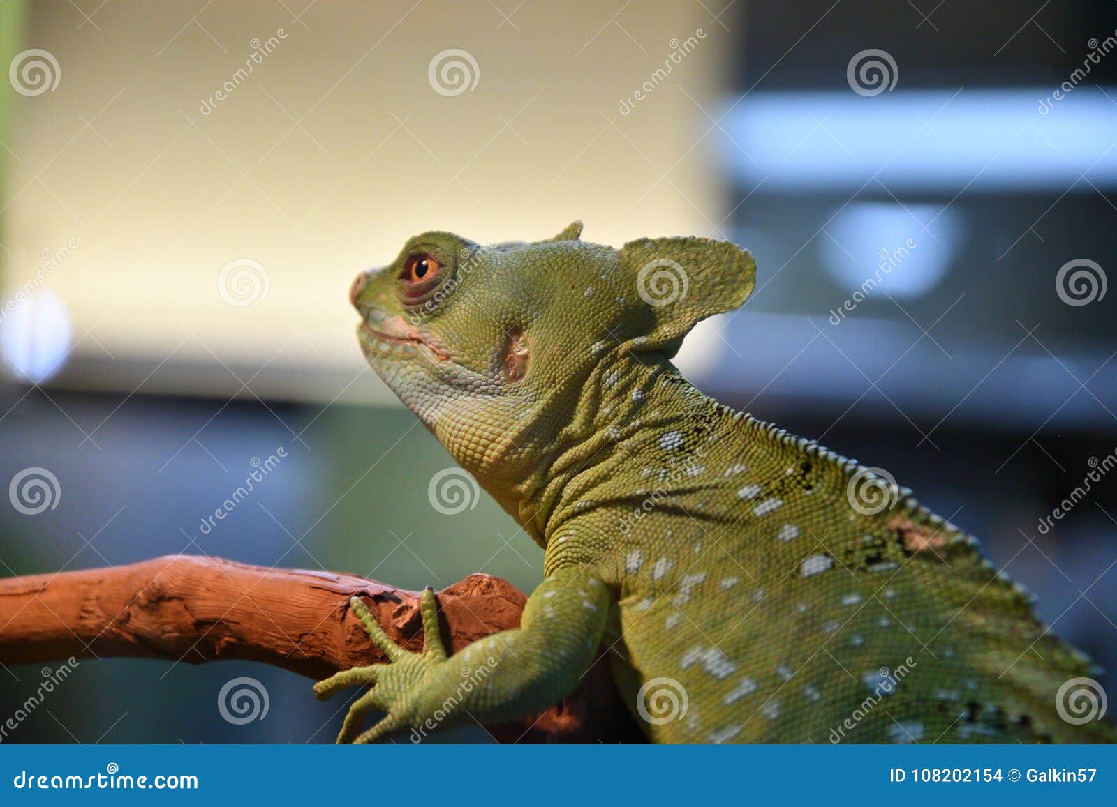 Common Basilisk, or Common Basilisk Basiliscus Basiliscus LAT. Stock ...