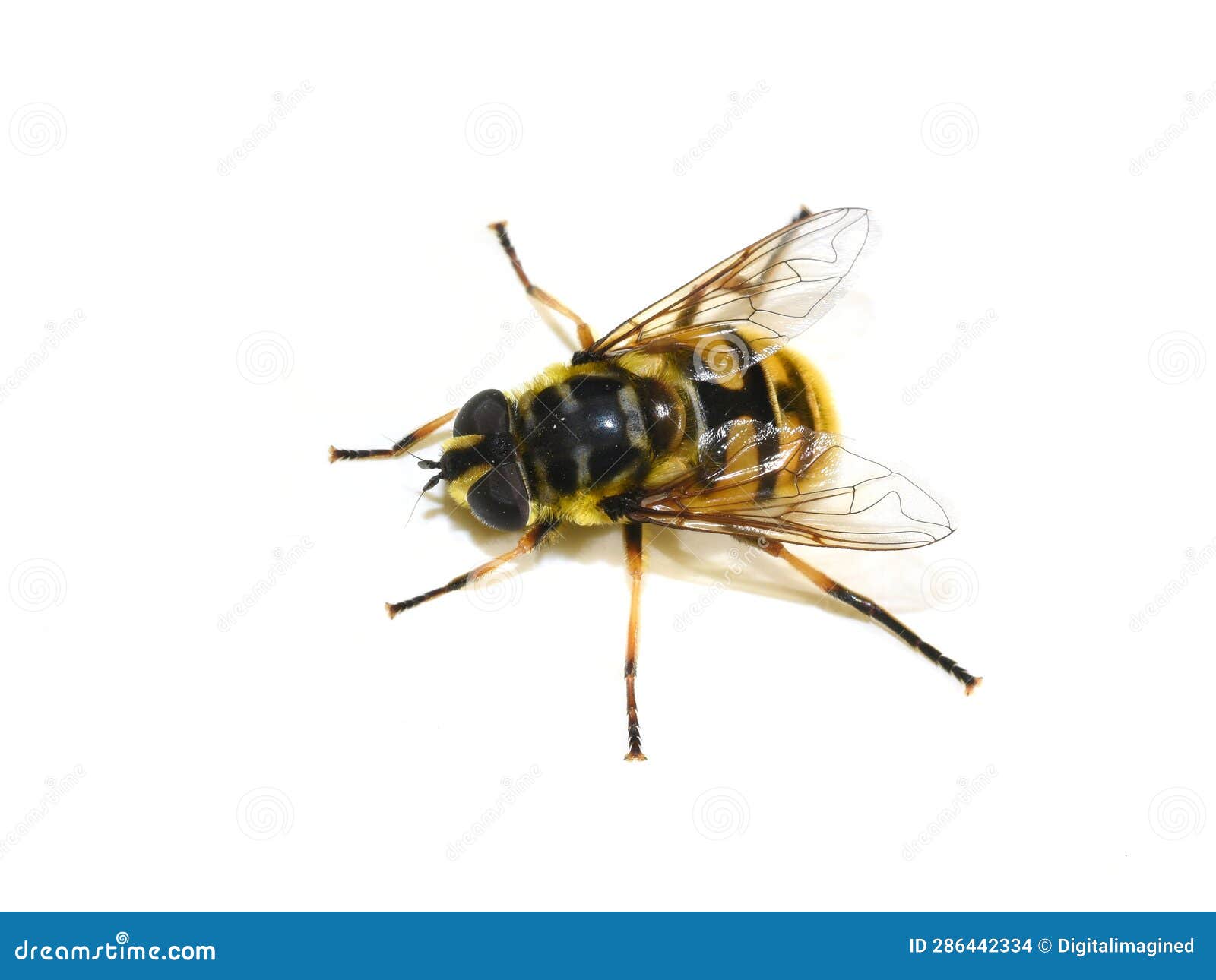 Common Batman Fly Hoverfly Myathropa Florea Stock Photo - Image of ...