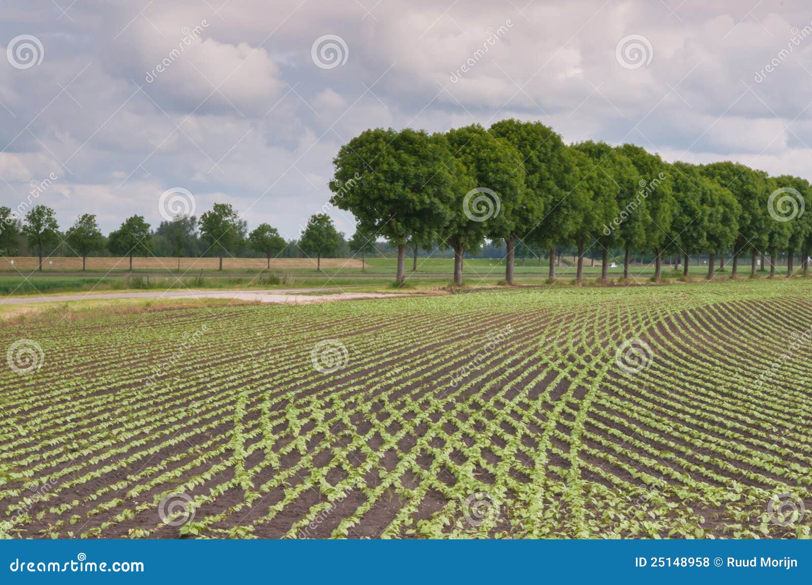 Curved Rows Of Young Corn Plants Stock Photo | CartoonDealer.com #52371708