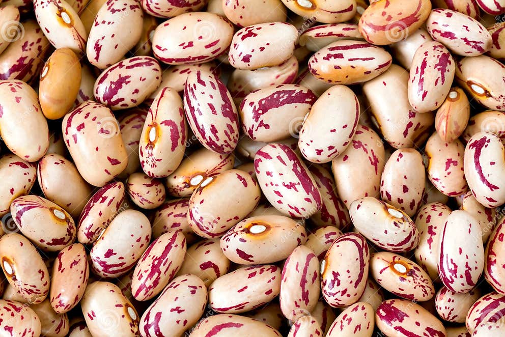 Common beans stock image. Image of group, ingredient - 23292275