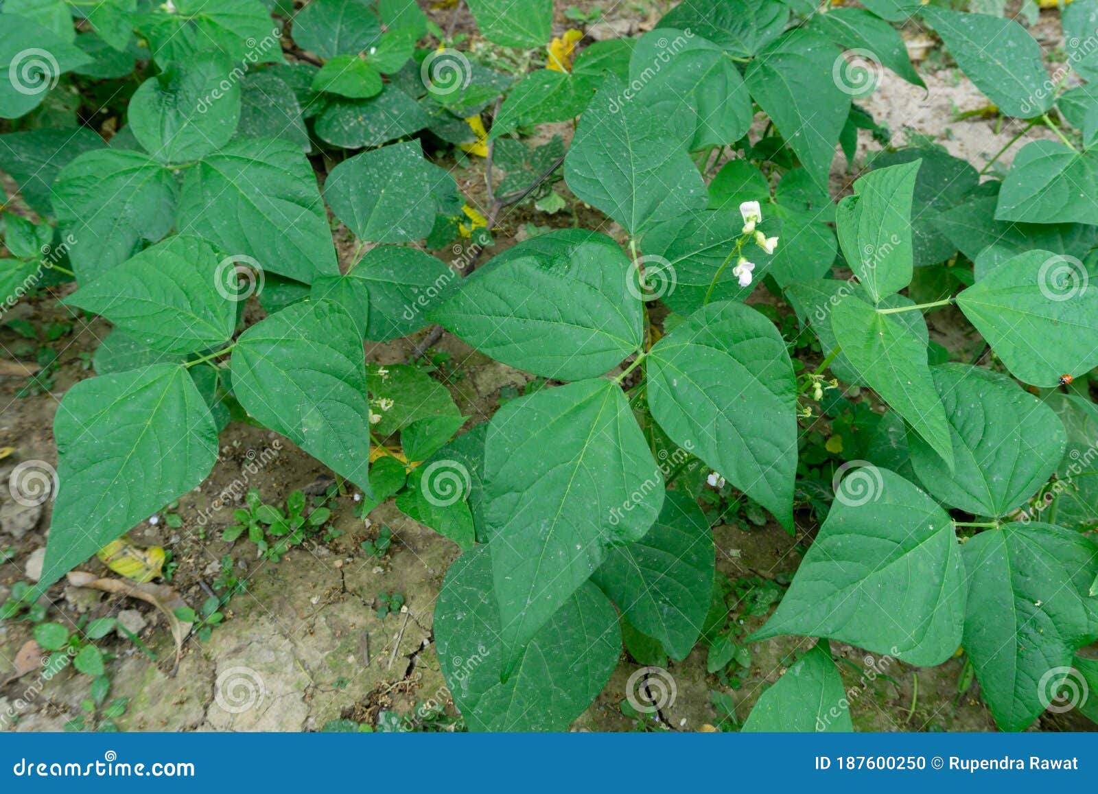 Common Beans or Green Beans Growing in Home Garden Organically Stock ...