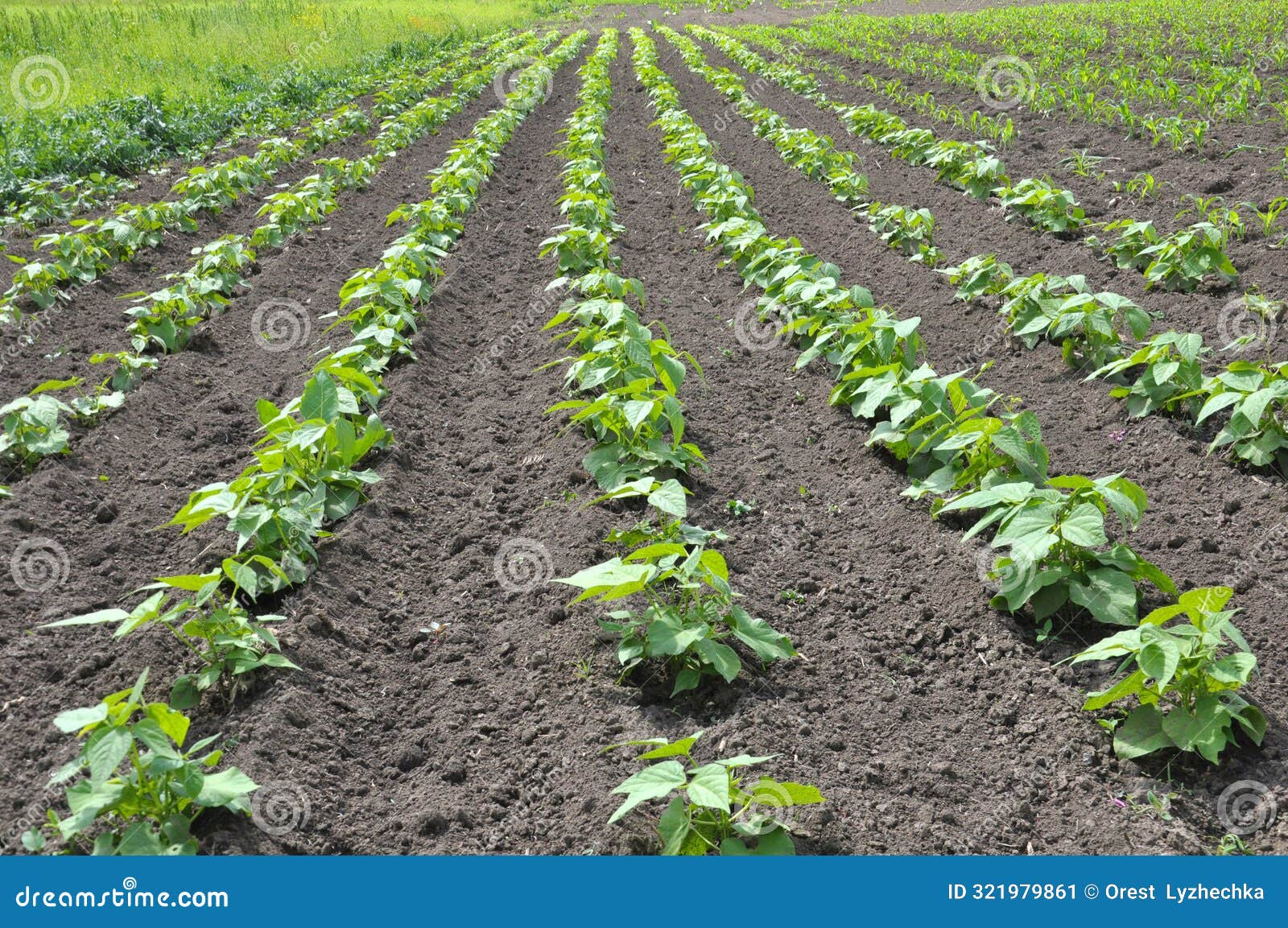 Common Beans Grow in Open Ground Stock Image - Image of beans, bean ...