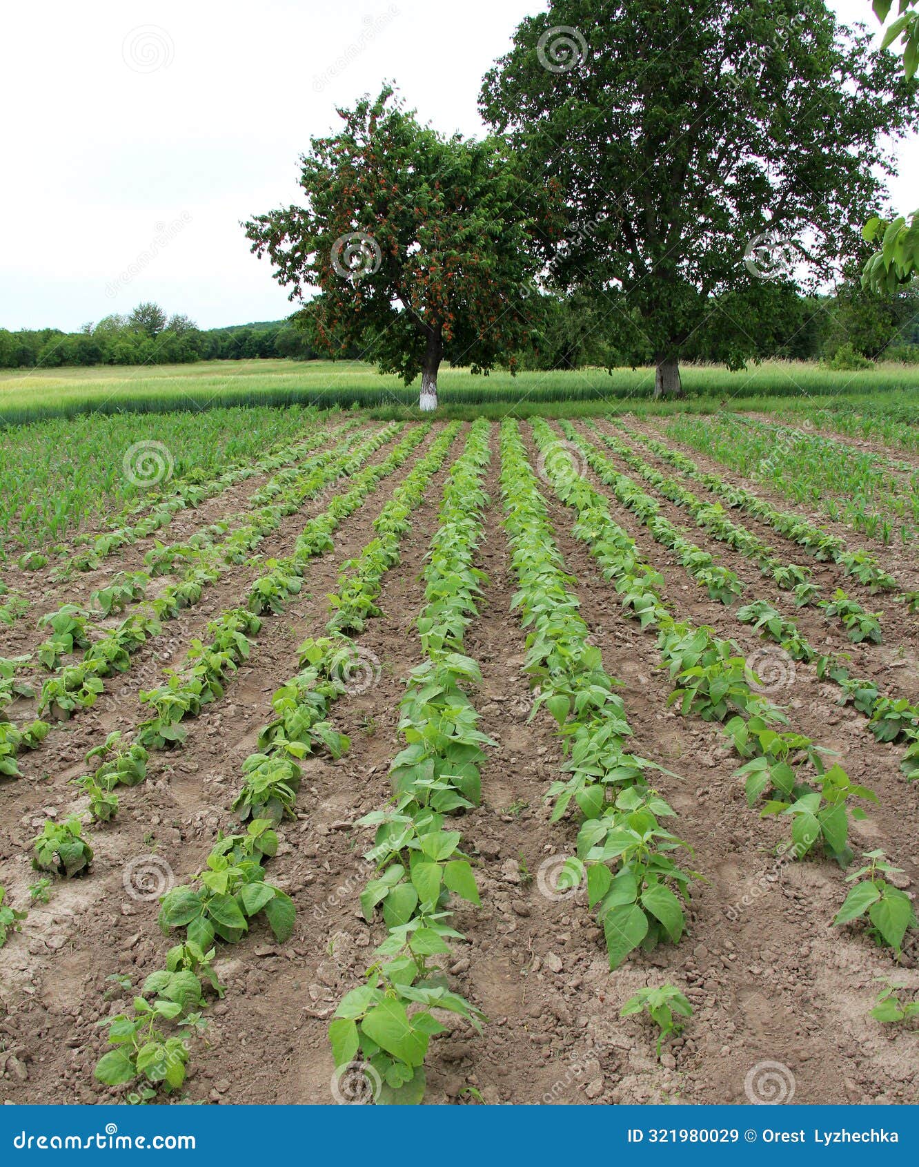 Common Beans Grow in Open Ground Stock Image - Image of nature, garden ...