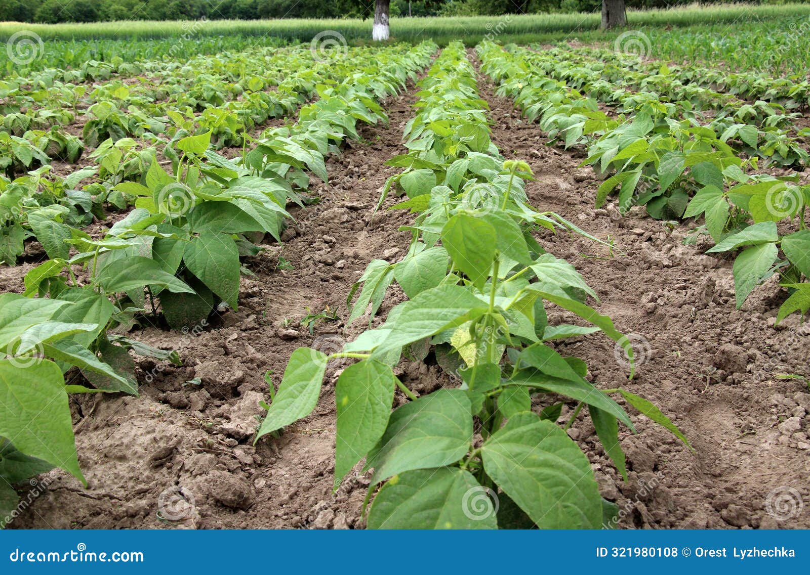 Common Beans Grow in Open Ground Stock Photo - Image of haricot, beans ...