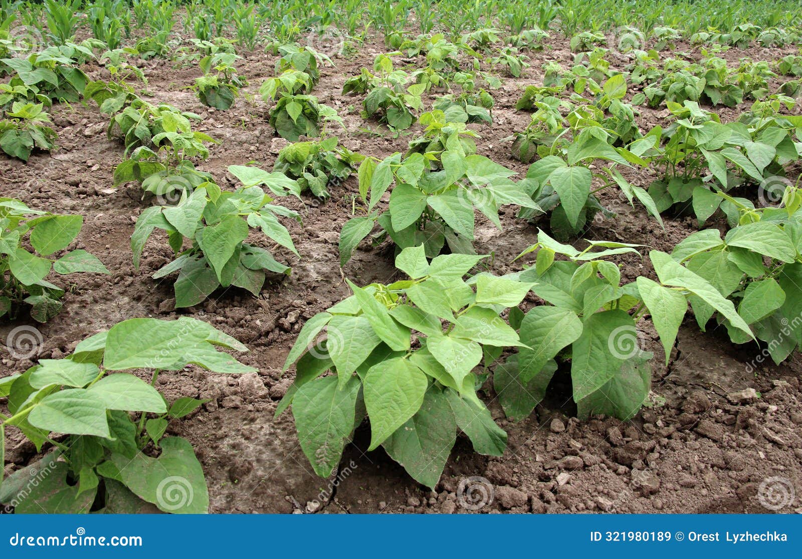 Common Beans Grow in Open Ground Stock Image - Image of food, plant ...