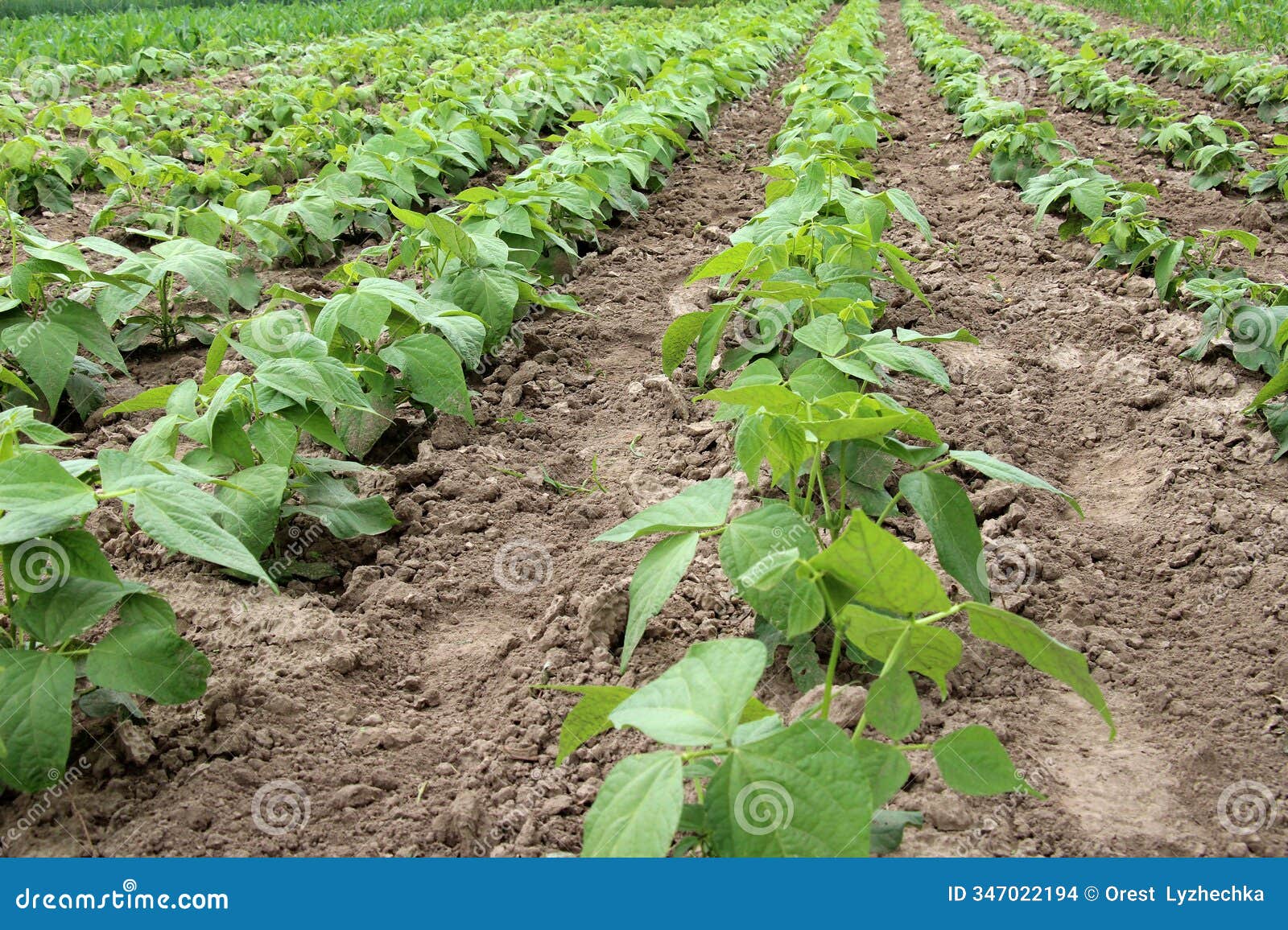 Common Beans Grow in Open Ground Stock Photo - Image of organic, leaf ...