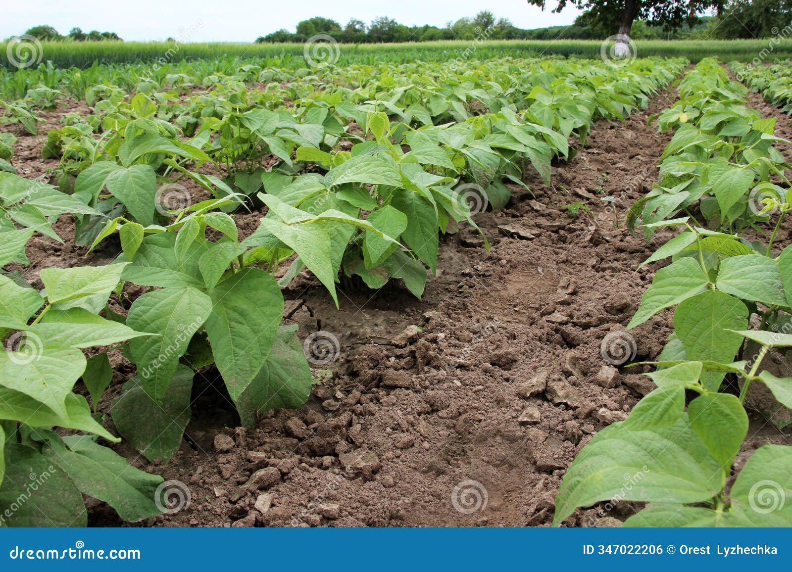 Common Beans Grow in Open Ground Stock Photo - Image of growing ...