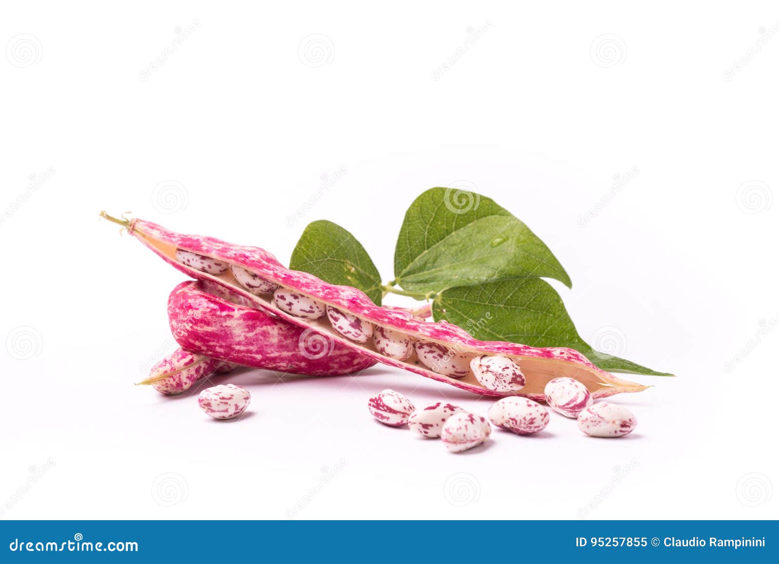 Common Beans on White Background Stock Image - Image of vegan, protein ...