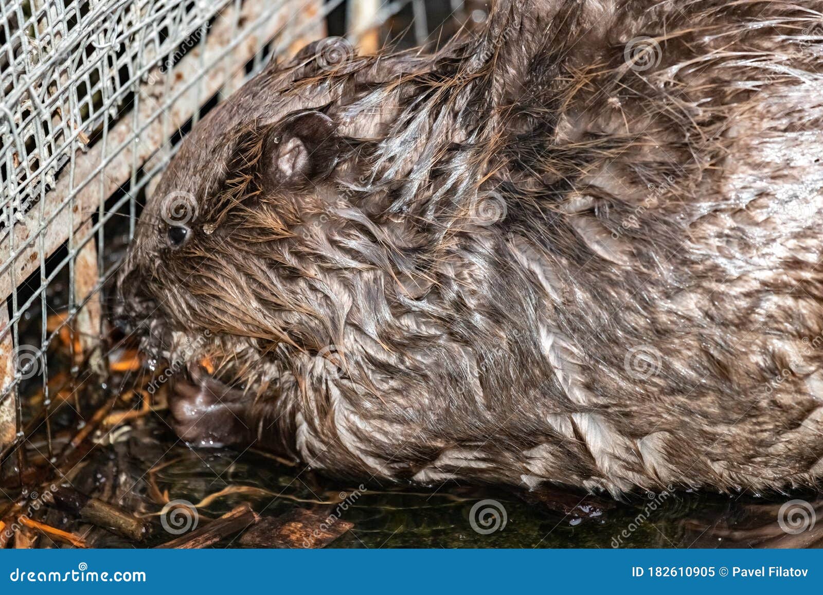 Common Beaver Gnawing a Branch Stock Image - Image of horizontal ...