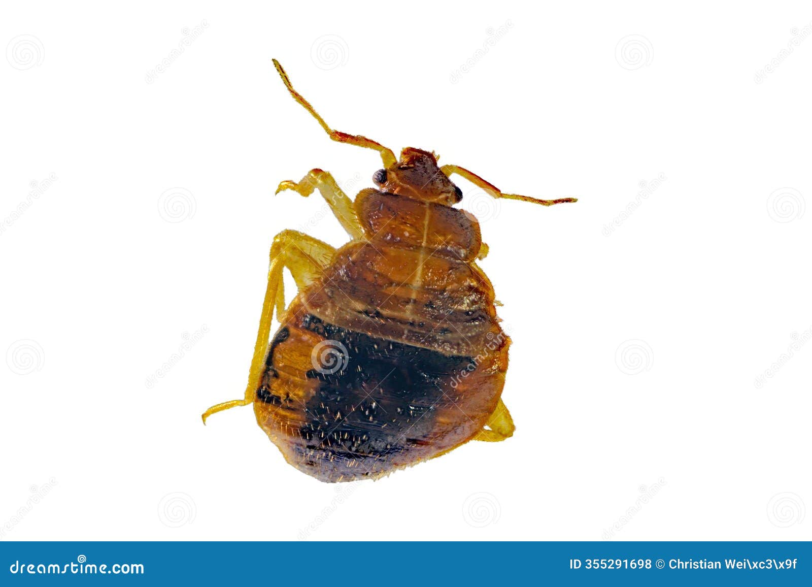 Common Bed Bug Cimex Lectularius Underside - Permanent Slide Plate ...