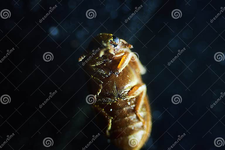 Common Bed Bug Cimex Lectularius Underside - Permanent Slide Plate ...