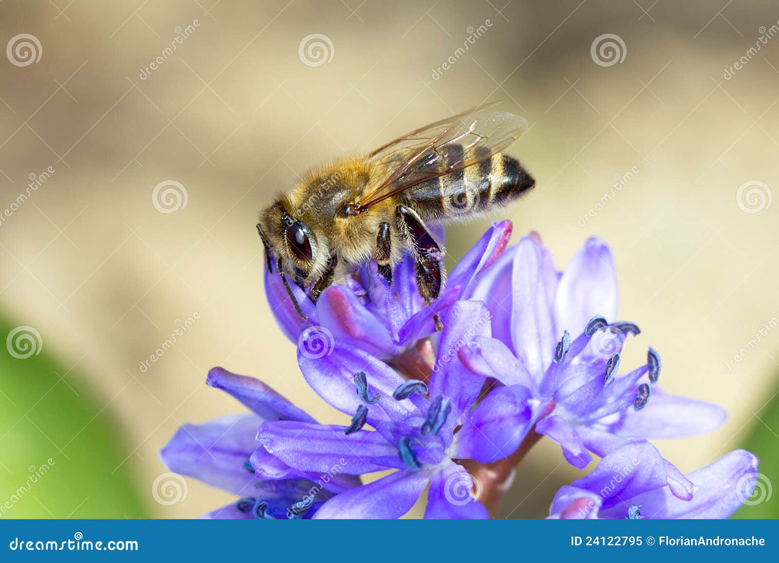 Common Bee / Apis Mellifera Stock Image - Image of pollen, buzz: 24122795