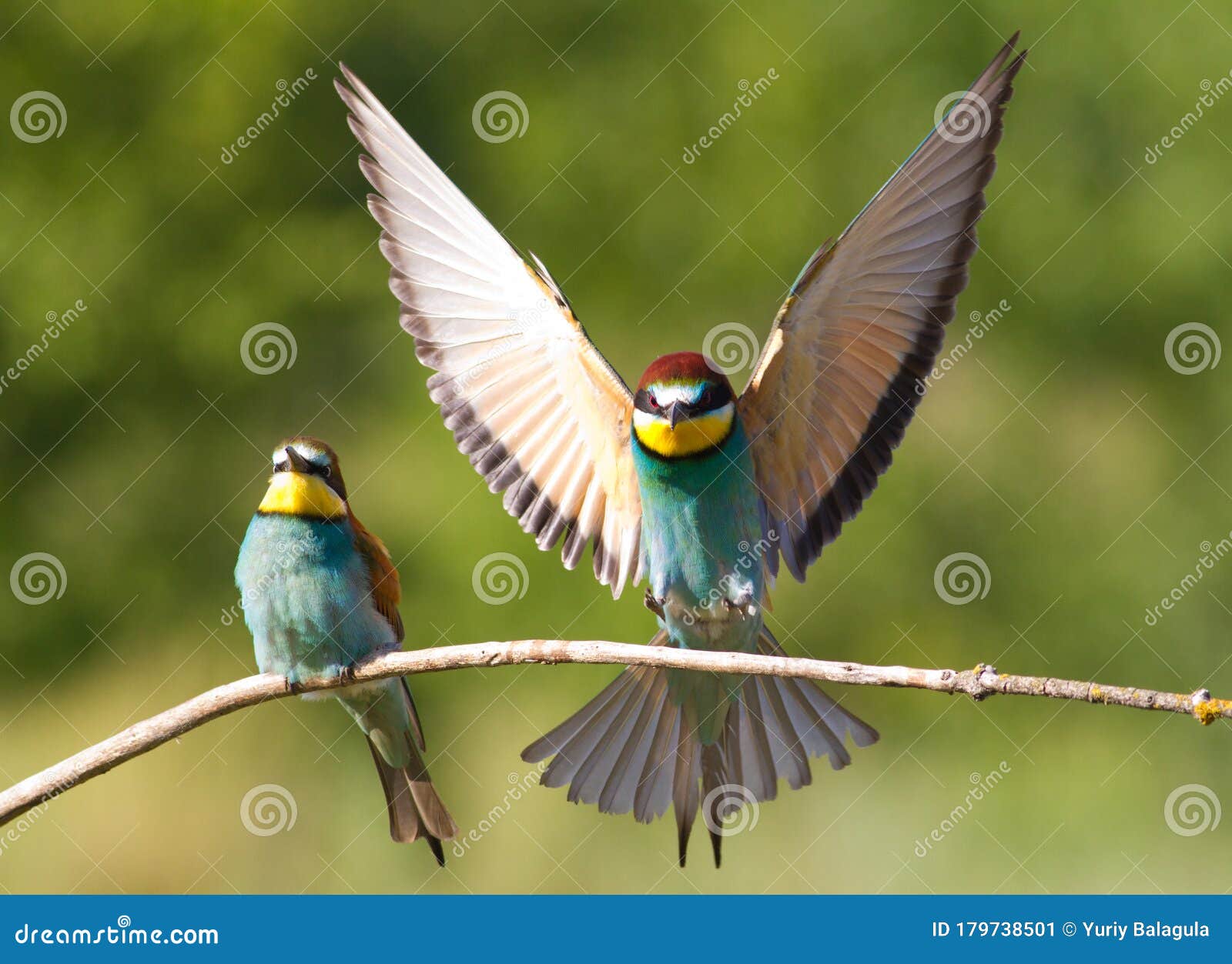 Common Bee-eater, Merops Apiaster. Bird Family Stock Image - Image of ...