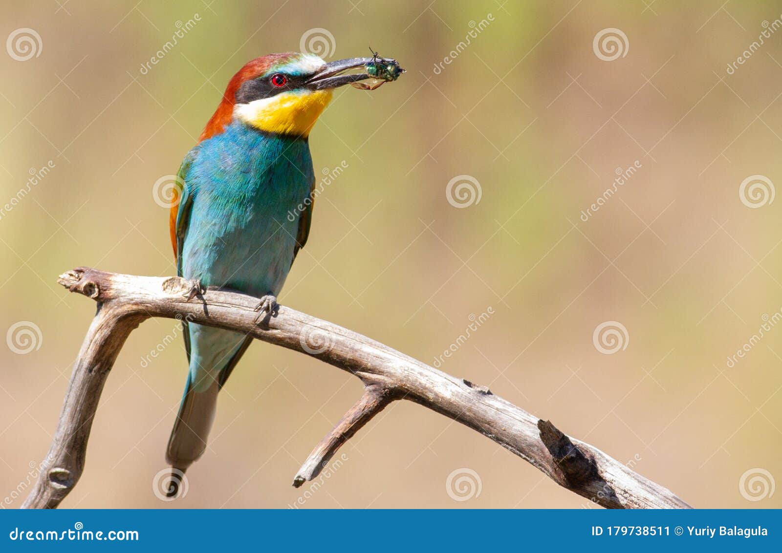 Common Bee-eater, Merops Apiaster. Bird with Prey Stock Image - Image ...