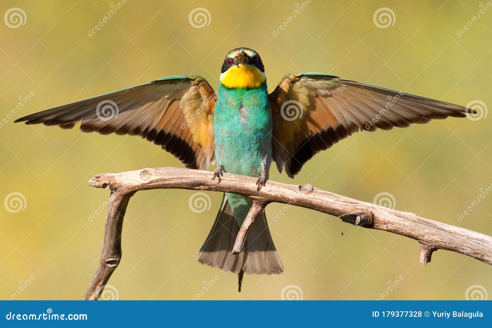 Common Bee-eater, Merops Apiaster. Bird Spread Its Wings Stock Photo ...