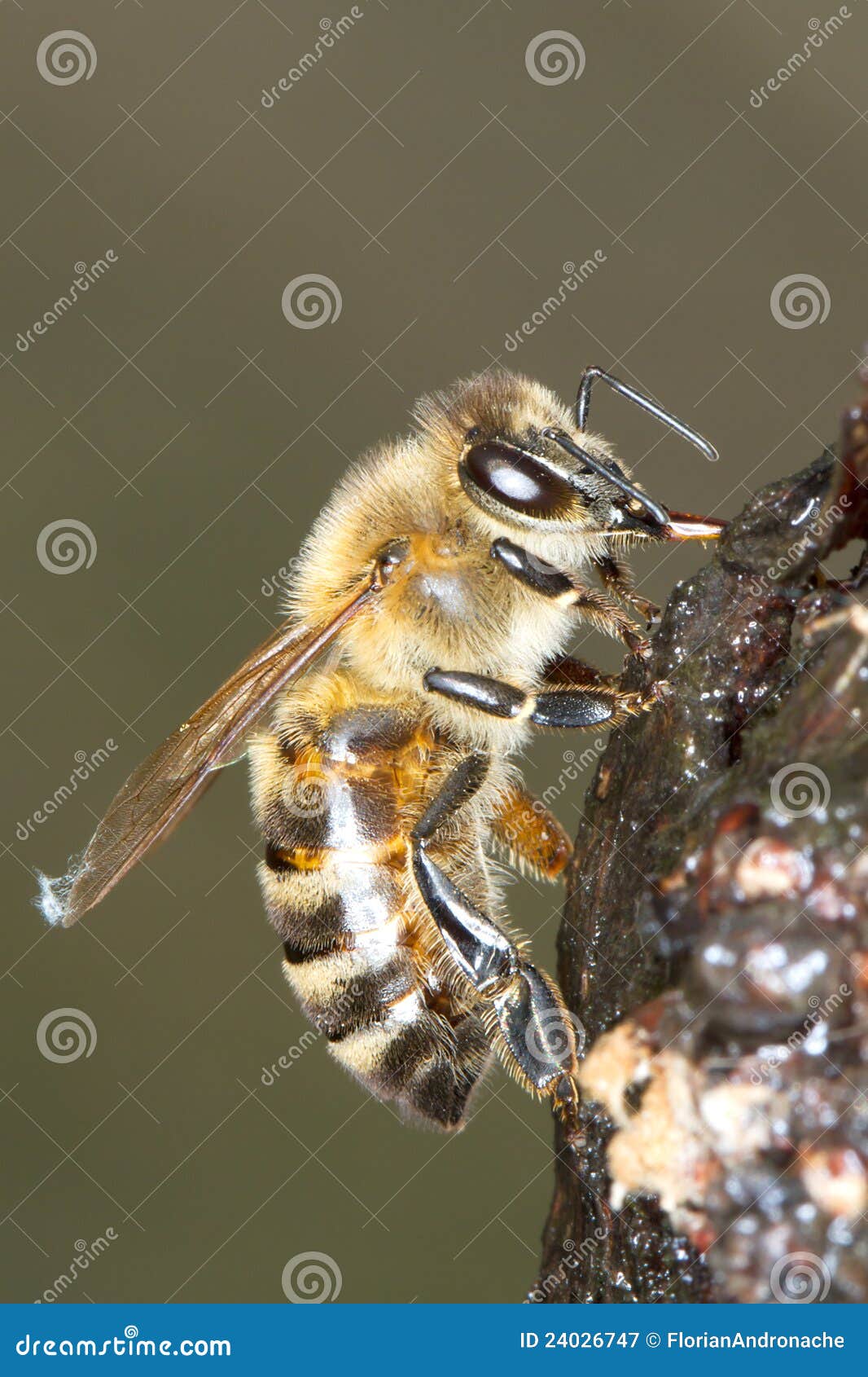 Common Bee Eating Sap / Apis Mellifera Stock Image - Image of black ...