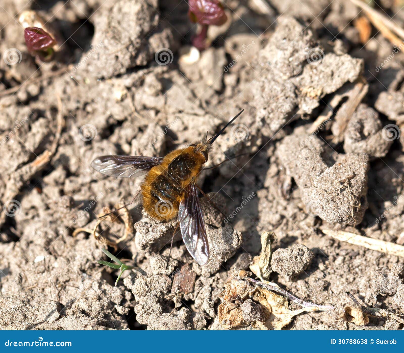 Common Bee-fly stock photo. Image of major, diptera, darkbordered ...
