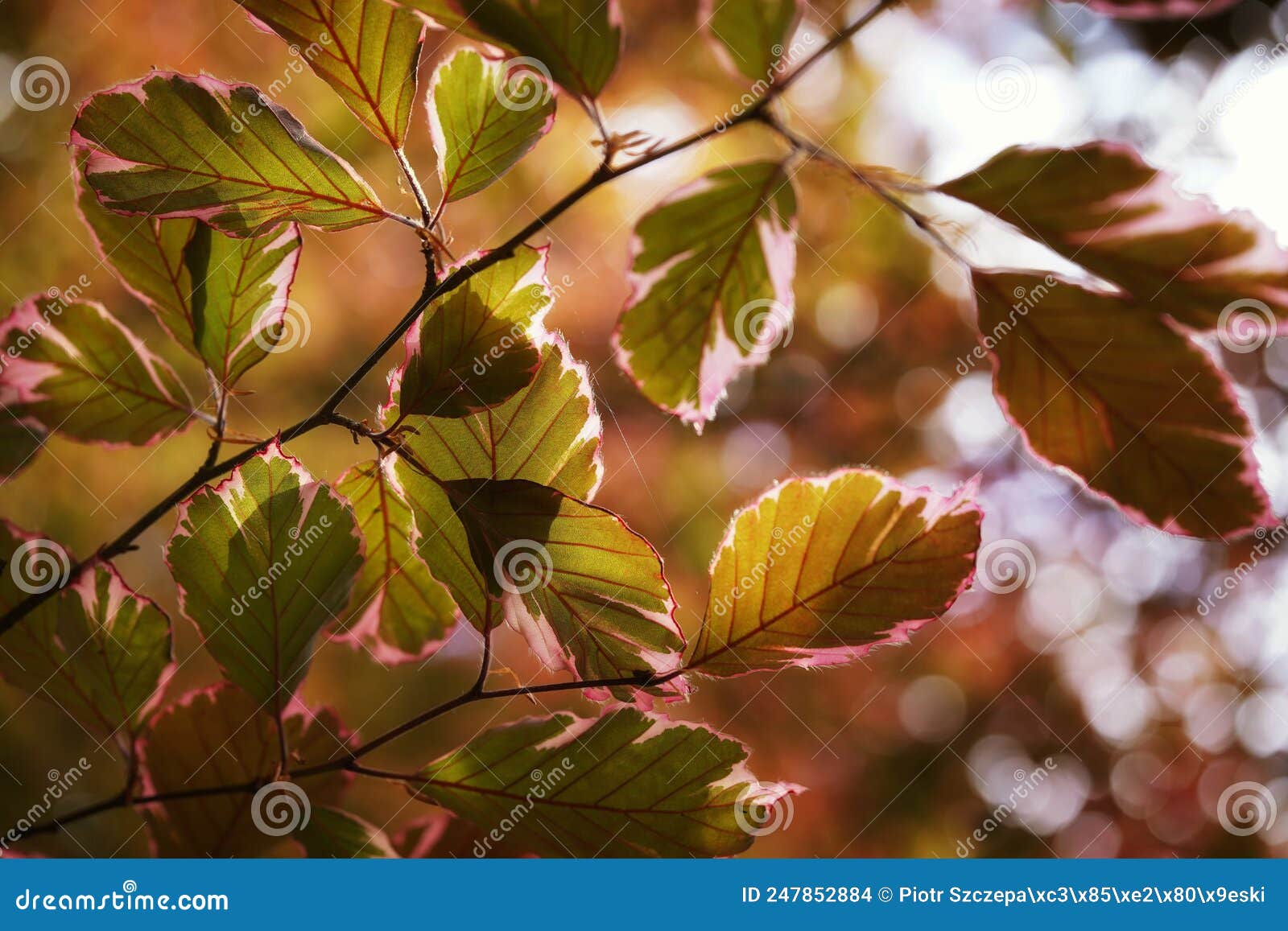 Common Beech, Branch with Leaves Seen from Below, Copy Space Stock ...