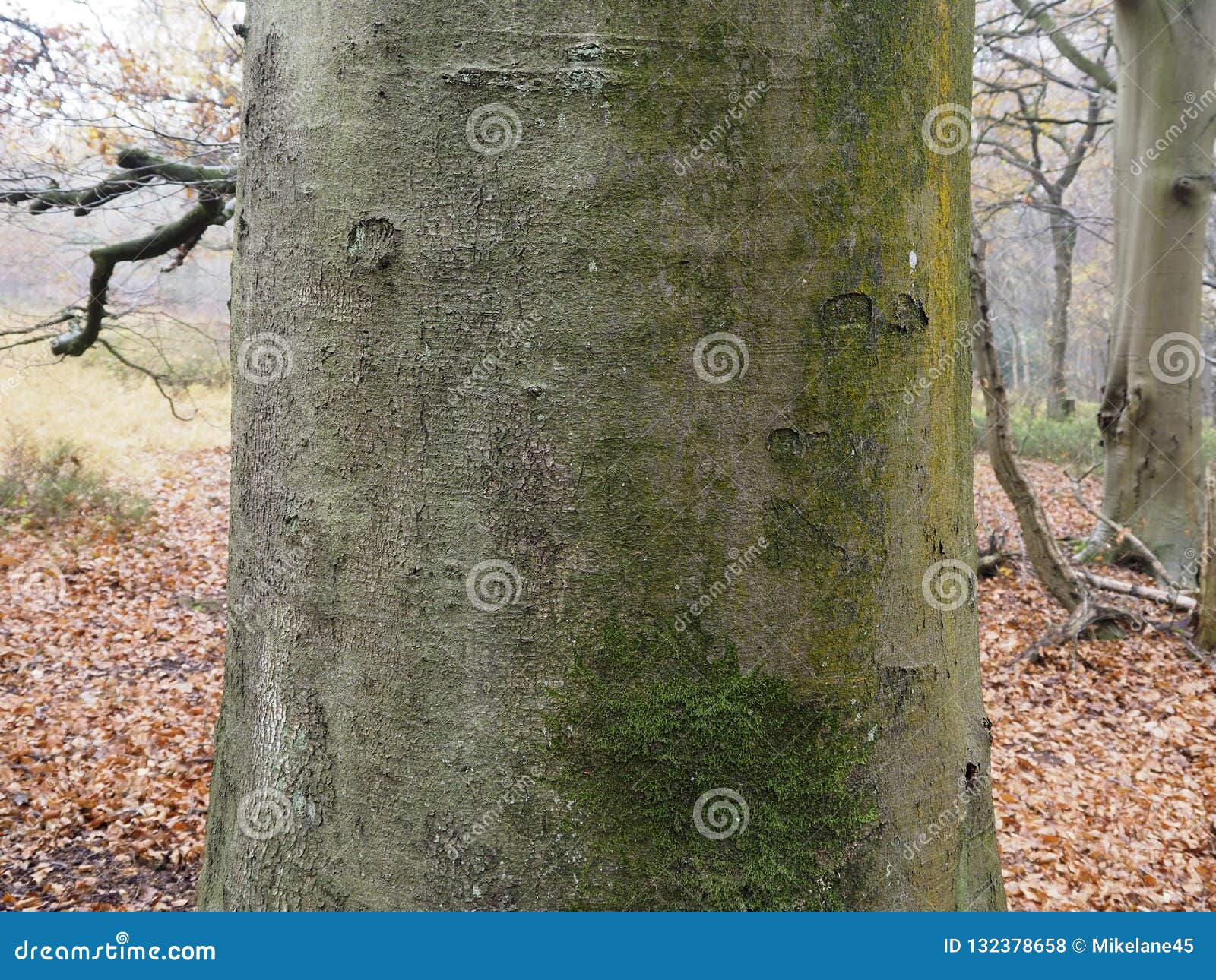Common Beech Tree, Fagus Sylvatica Stock Photo - Image of fagus, tree ...