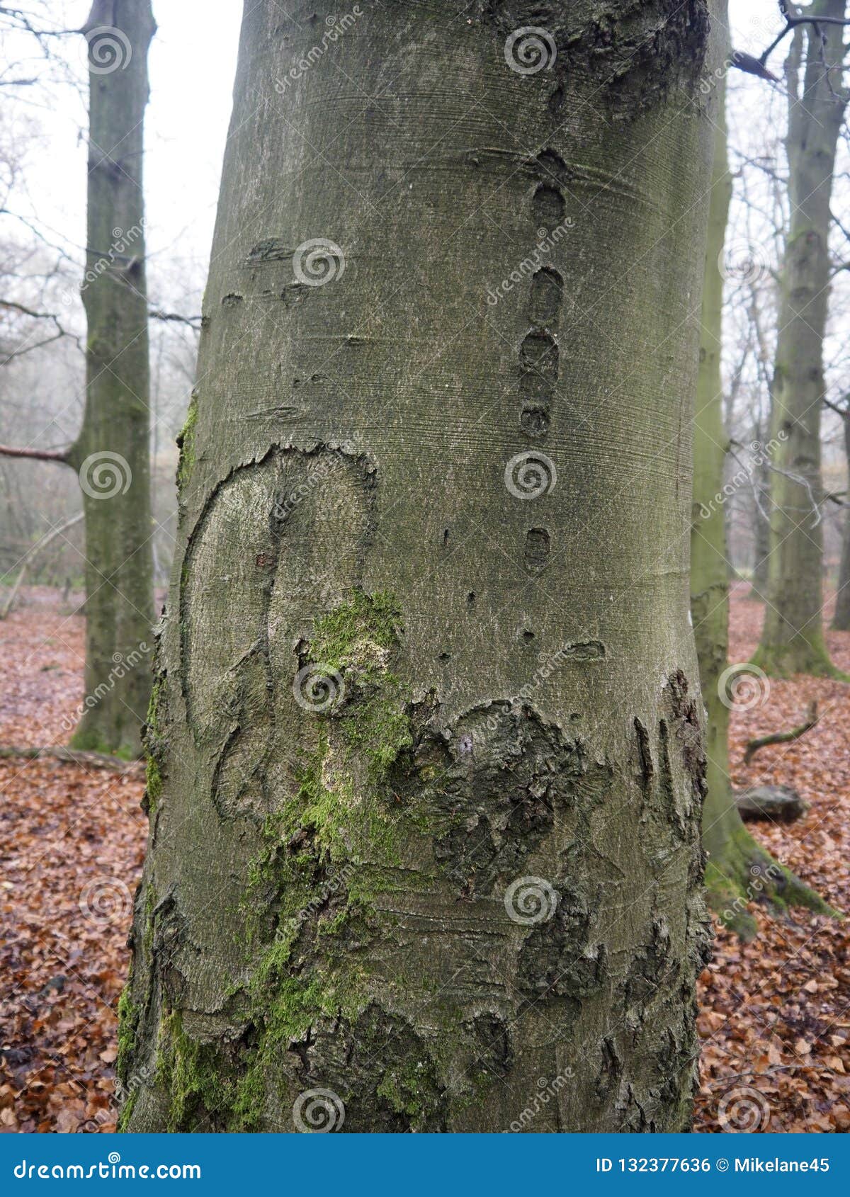 Common Beech Tree, Fagus Sylvatica Stock Photo - Image of tree, british ...