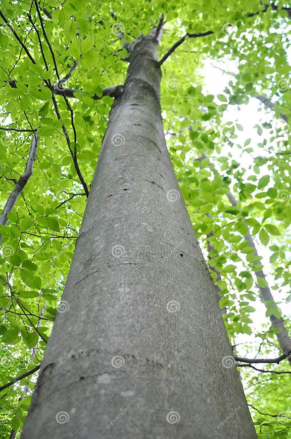 A Common Beech Tree (Fagus Sylvatica) Grows in the Forest Stock Photo ...