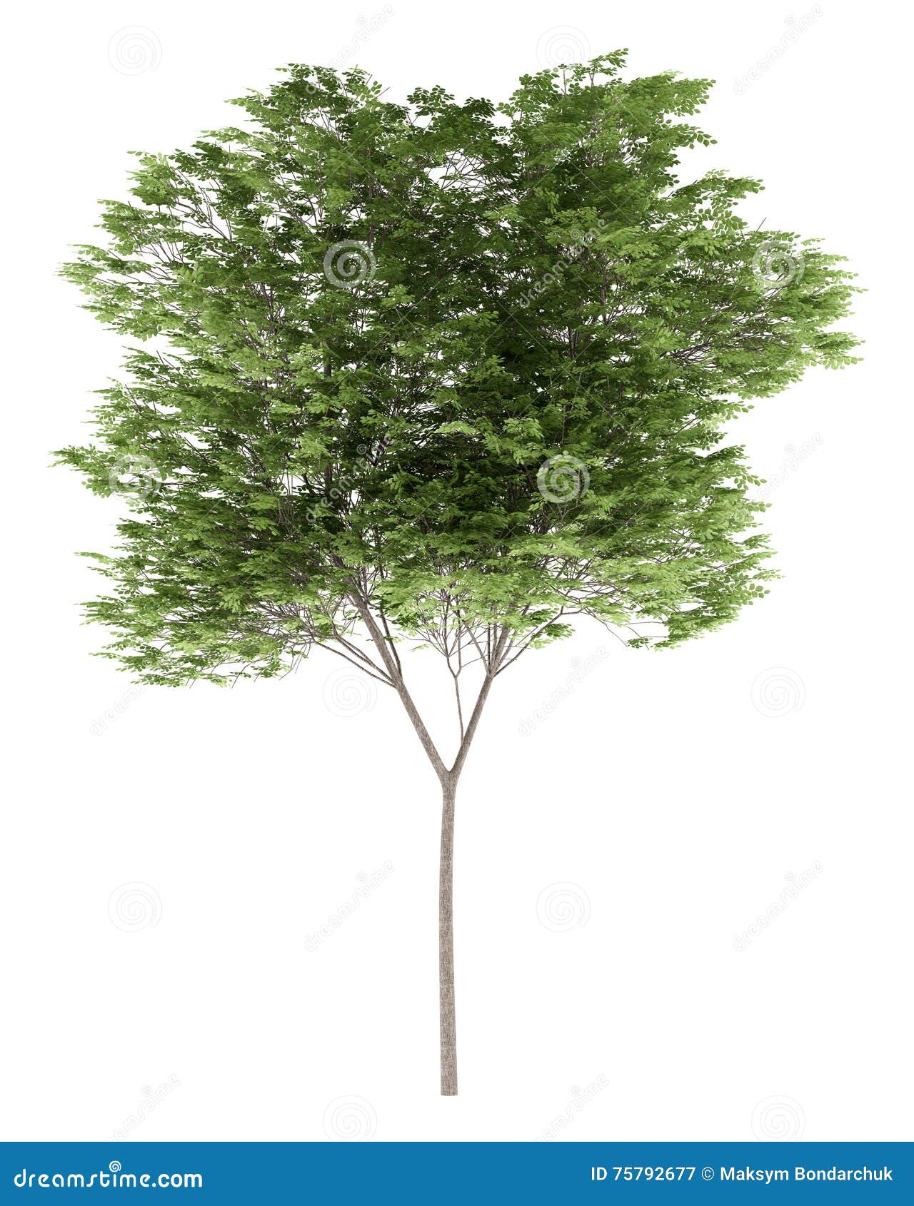 Common beech tree on white stock illustration. Illustration of fagus ...