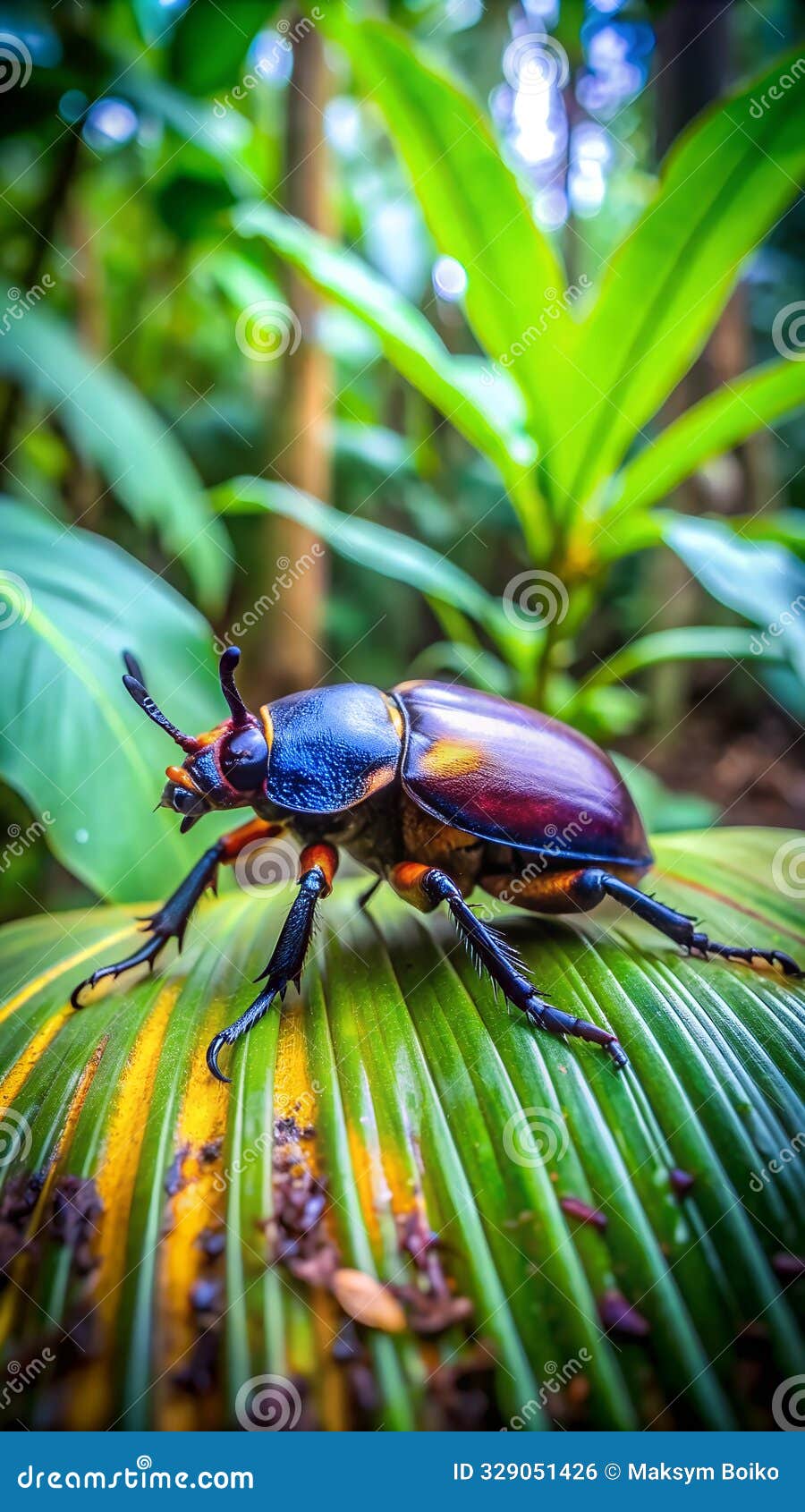 Common Beetle Bug Goes Desert Stock Photography | CartoonDealer.com ...