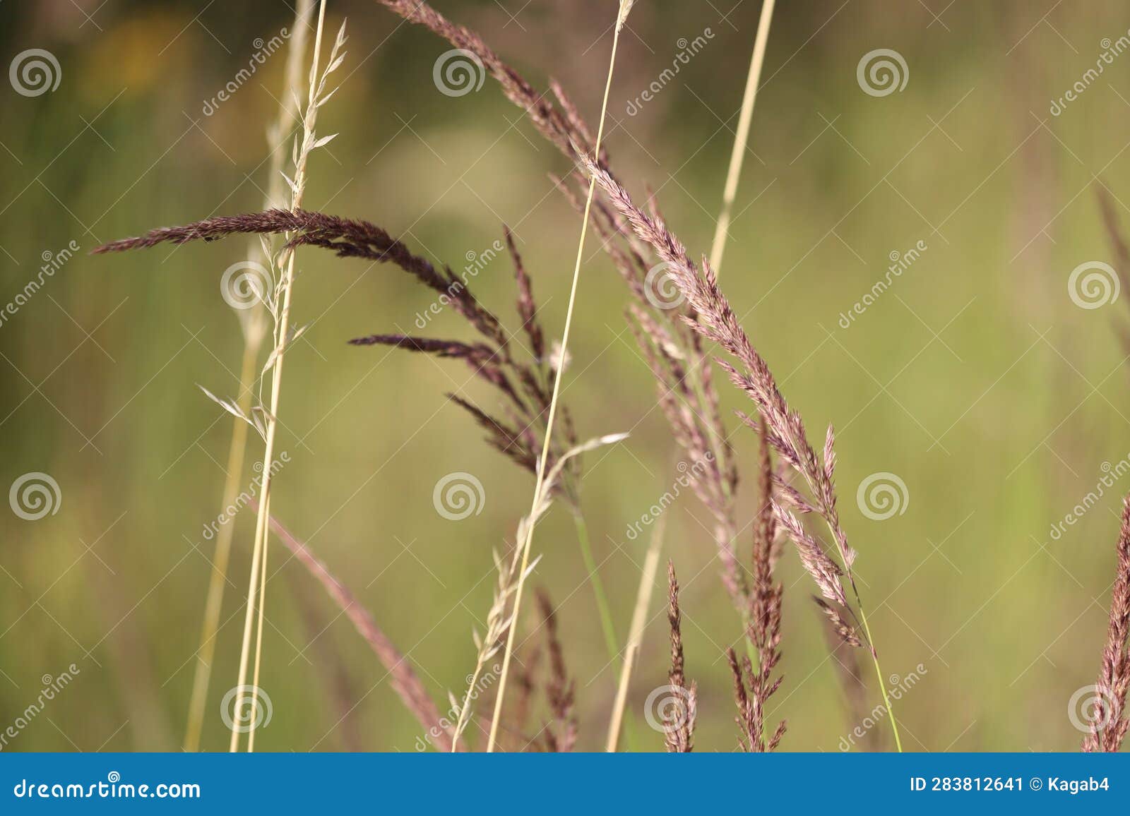 Common Bent Meadow Grass, Agrostis Capillaris. Stock Image - Image of ...