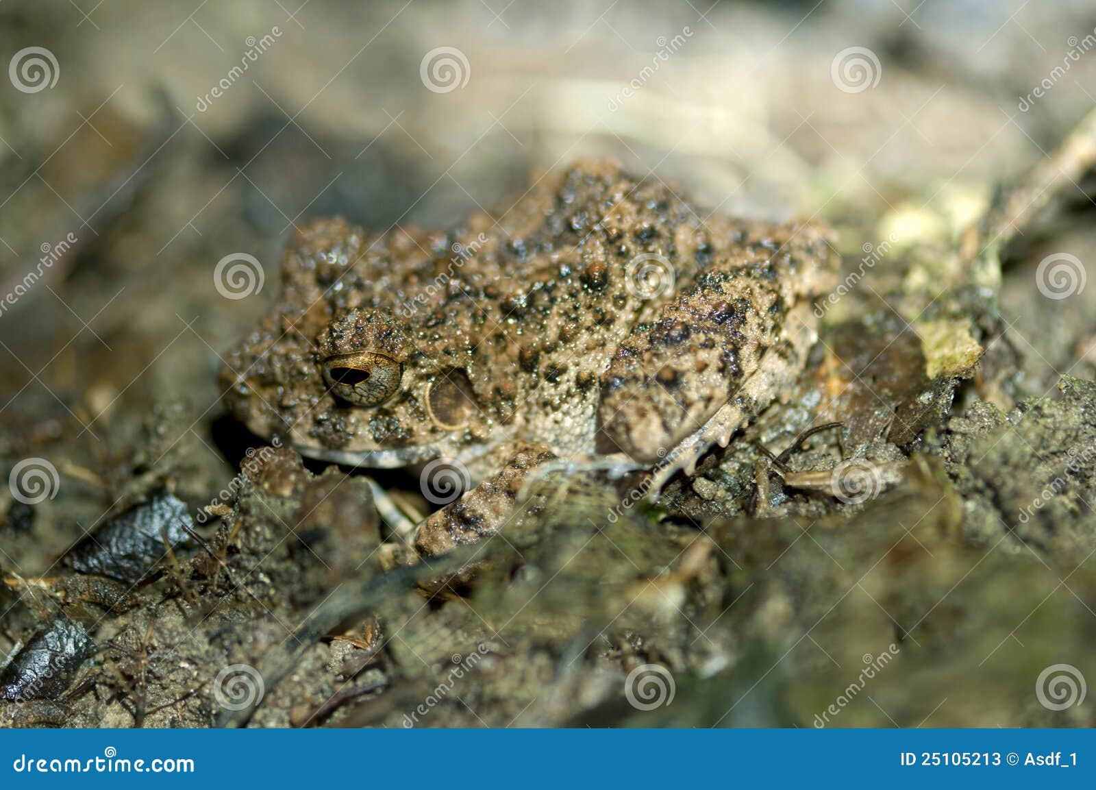 Common Big-headed Frog stock image. Image of anura, close - 25105213