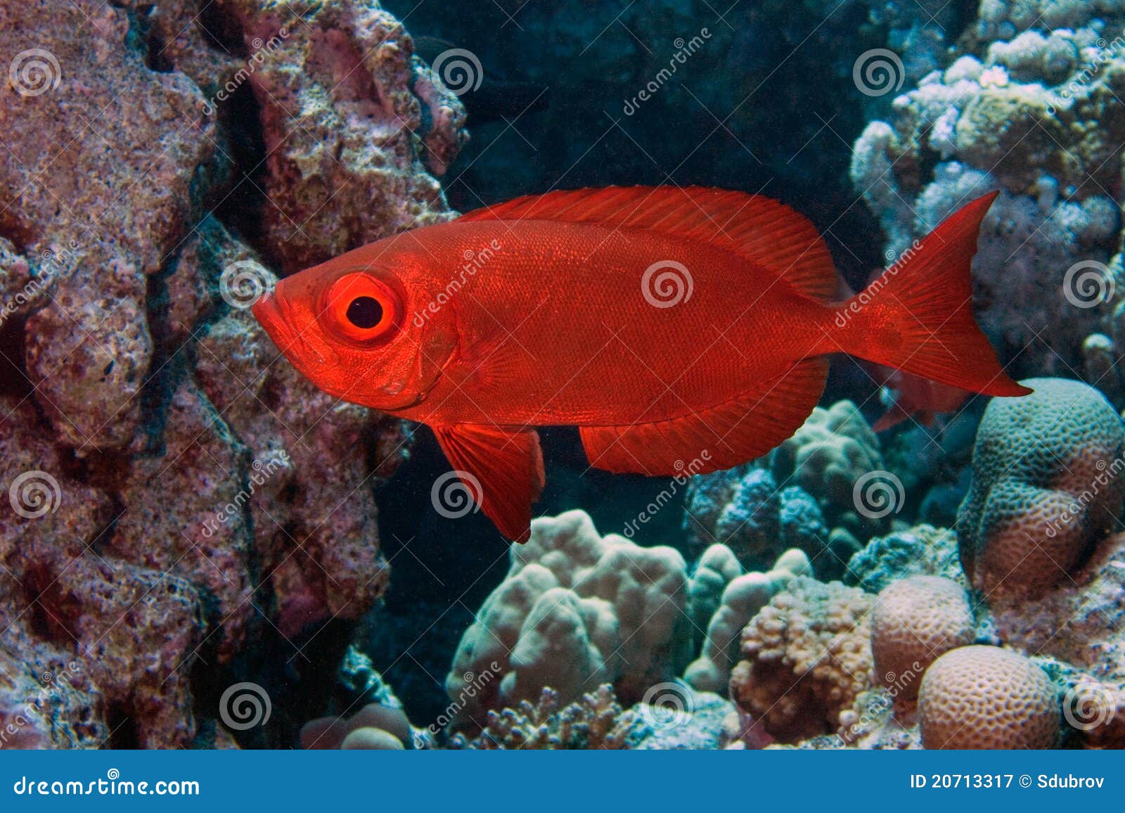 Priacanthus Hamrur, Goggle Eye, Or Moontail Bullseye, Is A Species Of ...