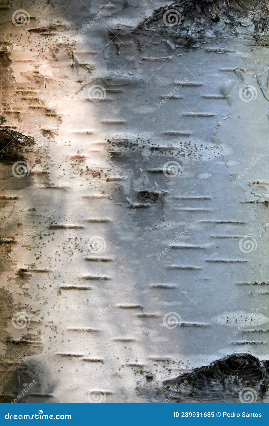 Common Birch Bark Texture, Swiss Alps Stock Image - Image of branch ...