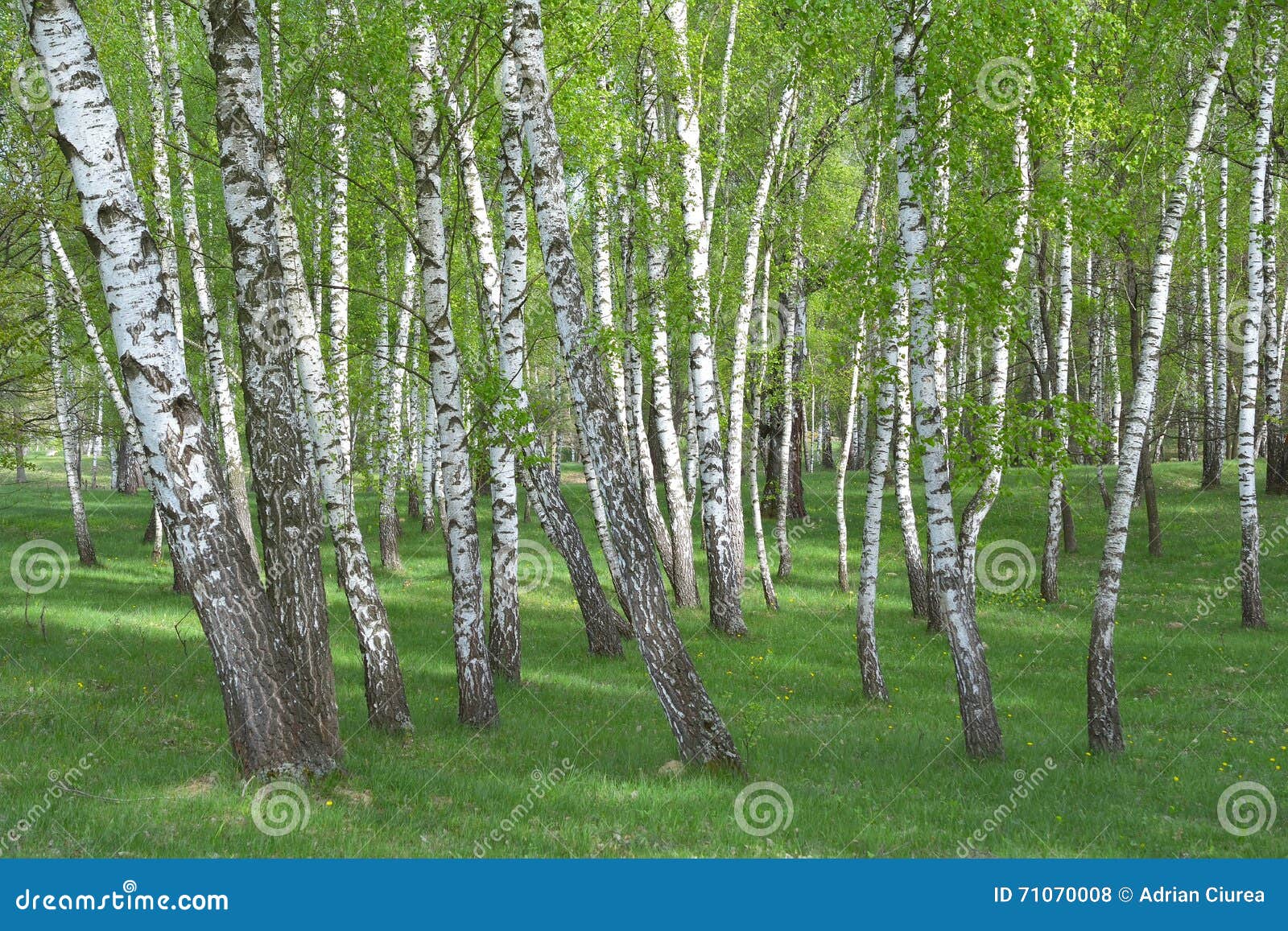 Common Birch, Betula Pendula Forest Stock Photo - Image of pharmacy ...